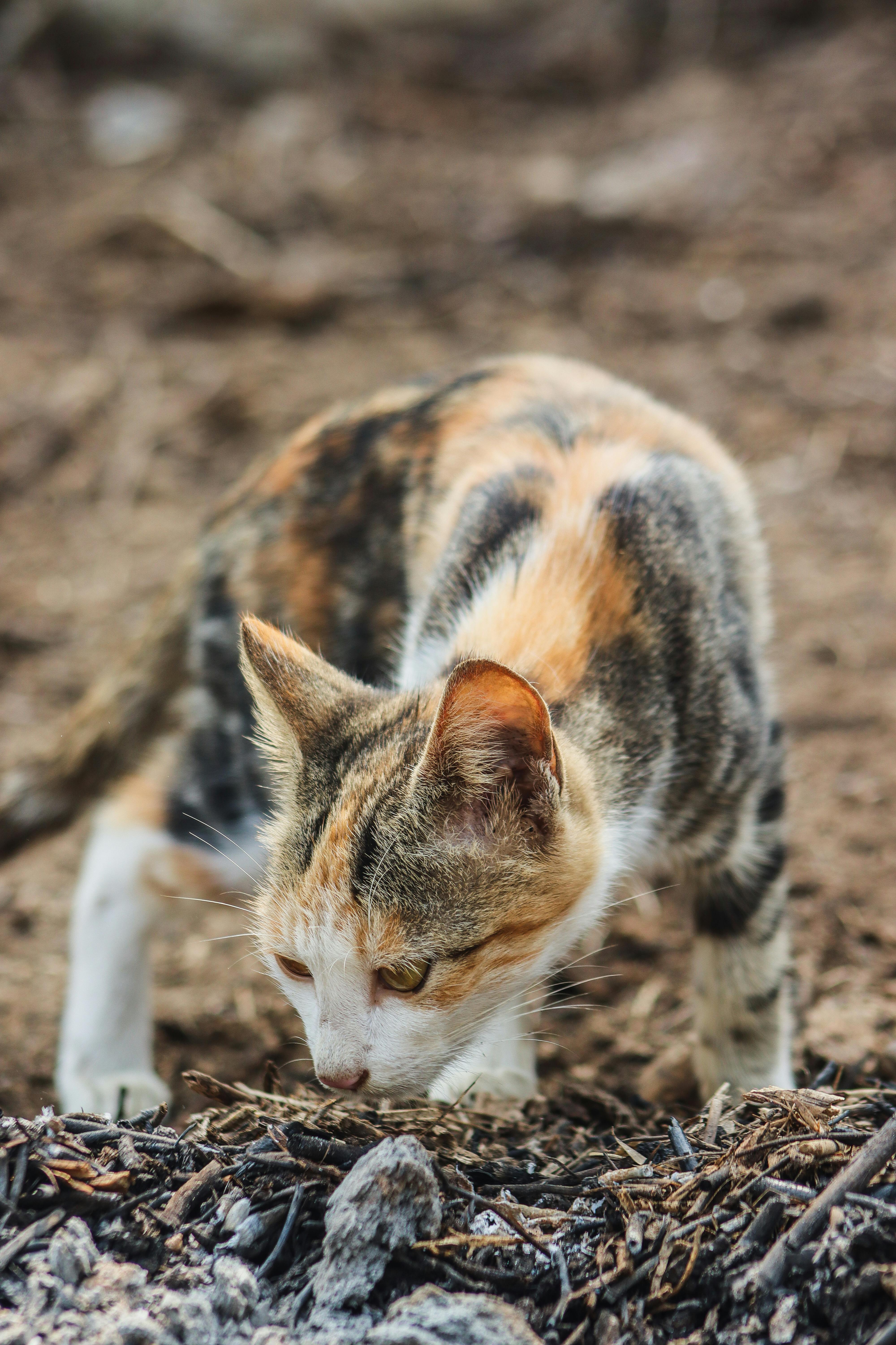 Close-Up of Calico Cat Exploring Outdoors · Free Stock Photo