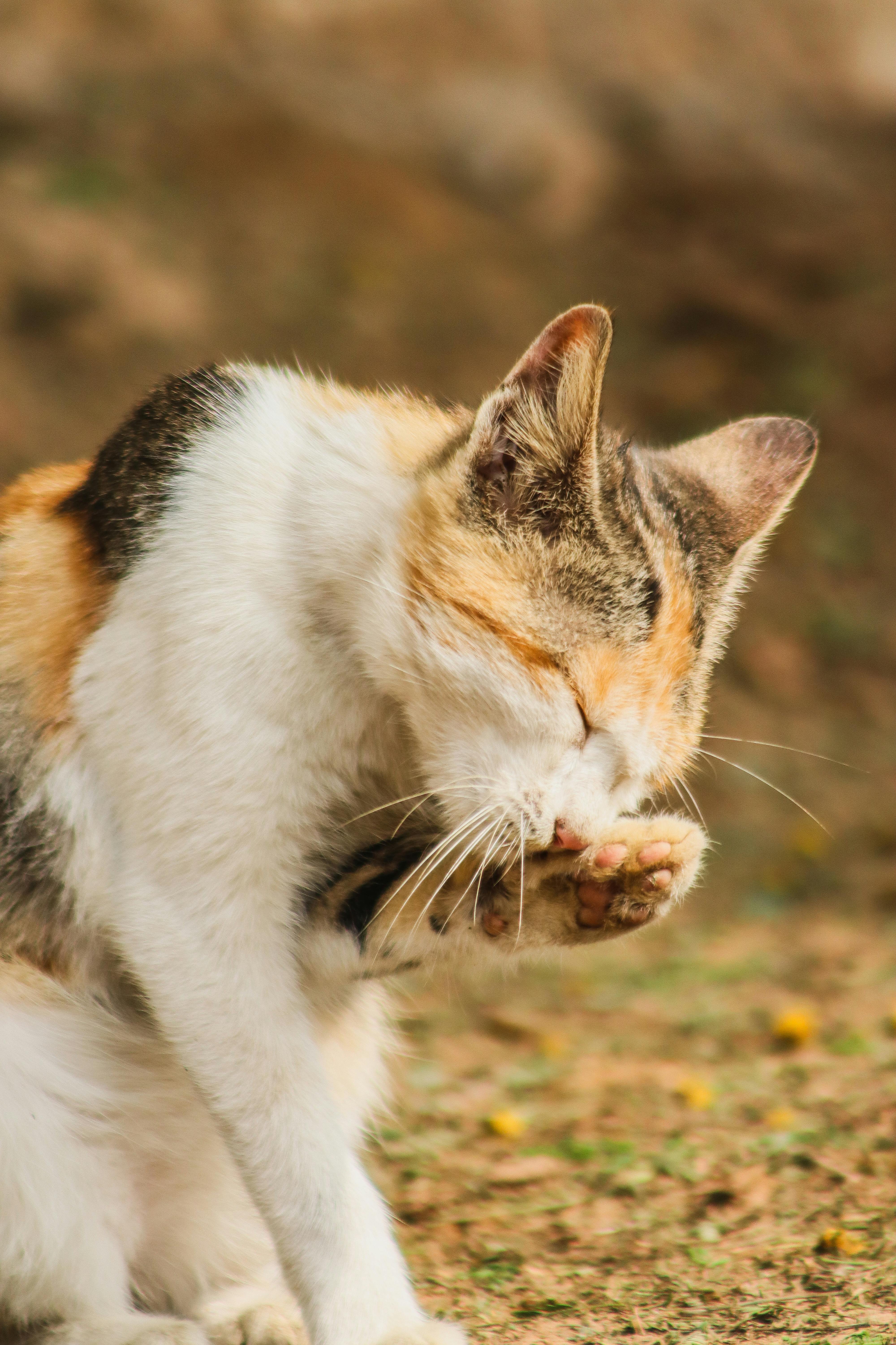 Playful Calico Cat Cleaning Its Paw in Nature · Free Stock Photo