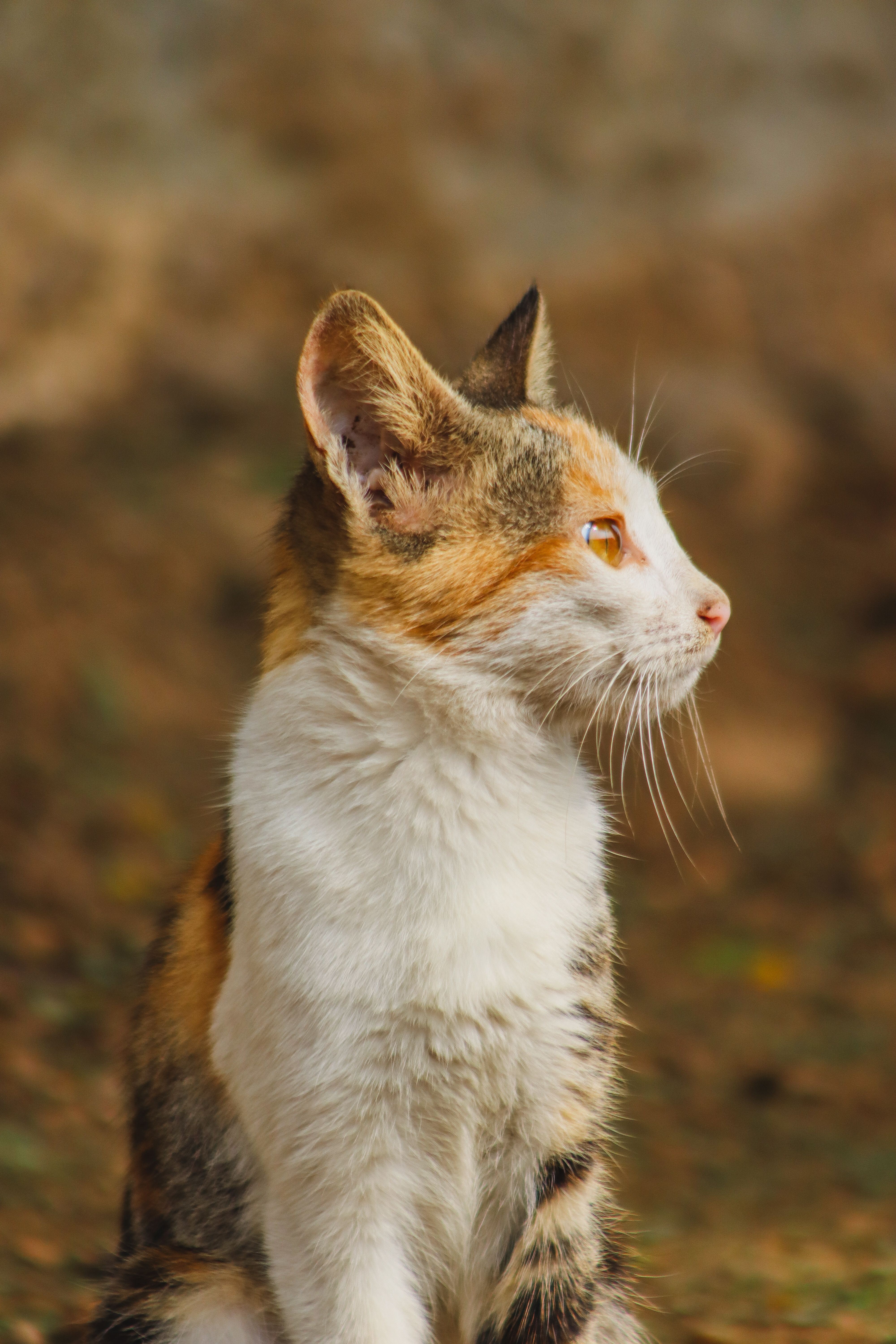 Close-up Portrait of Calico Cat in Nature · Free Stock Photo