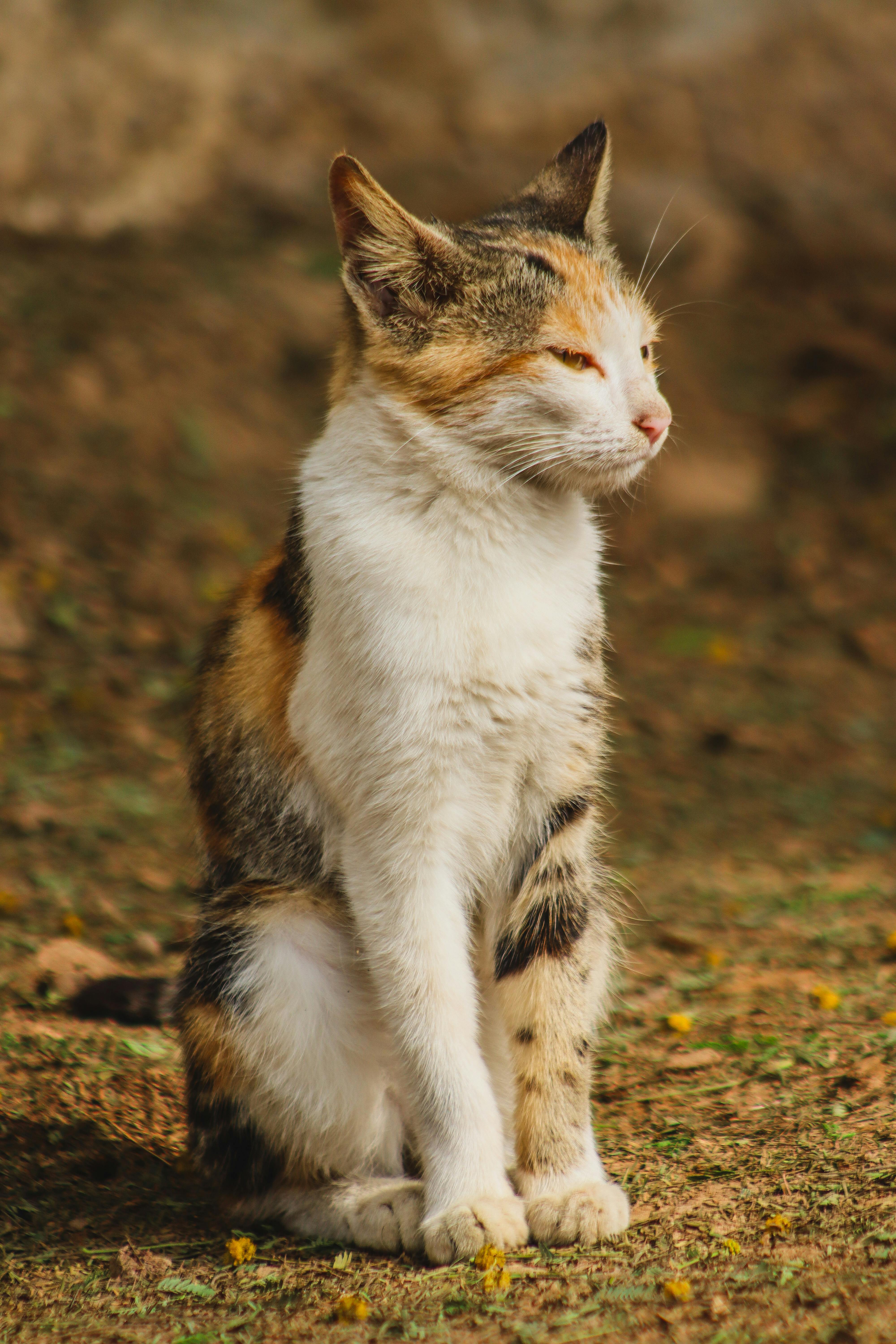 Charming Calico Cat Sitting Outdoors · Free Stock Photo