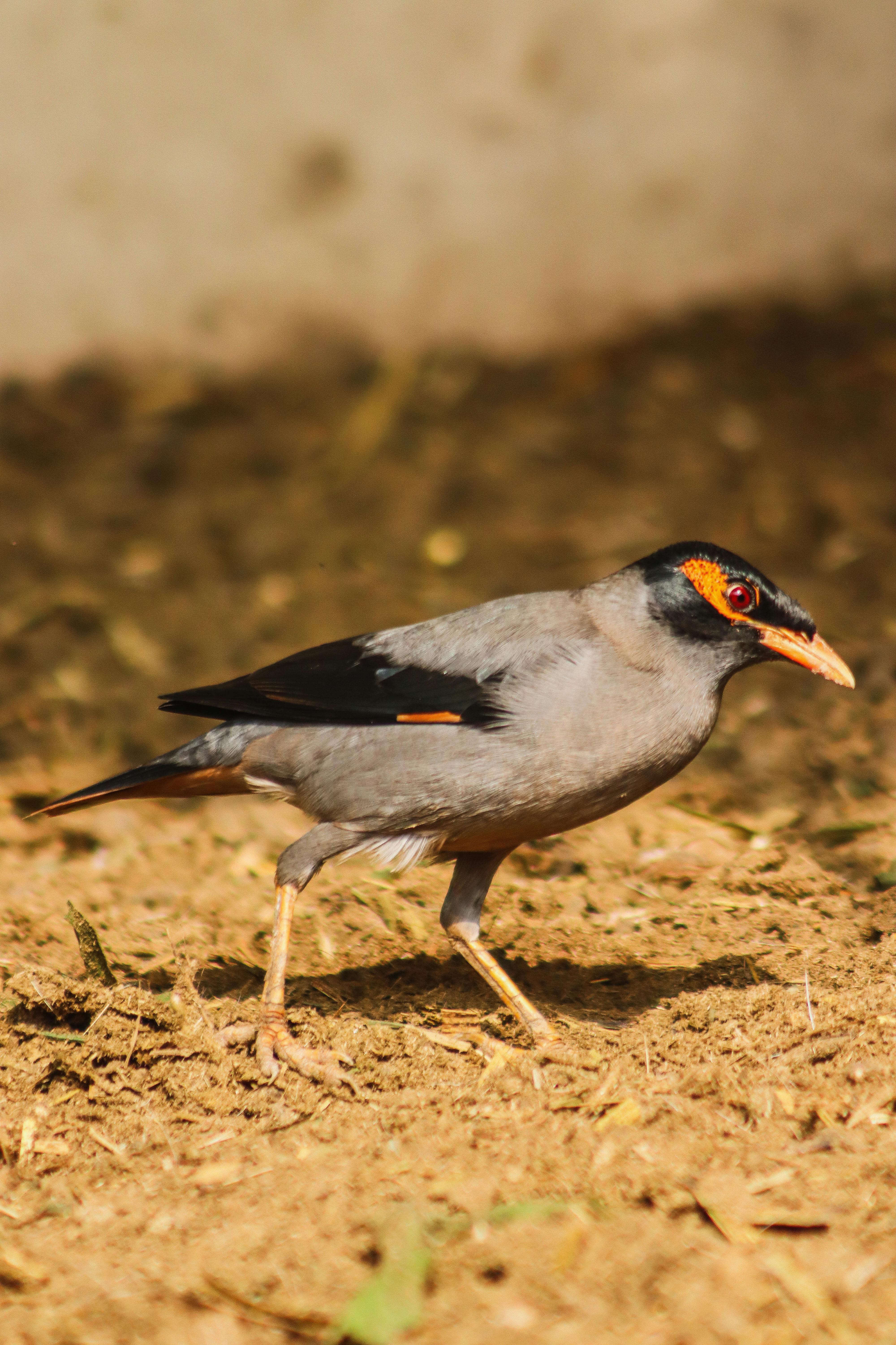 Gray Mynah Bird Walking on Dirt Surface · Free Stock Photo