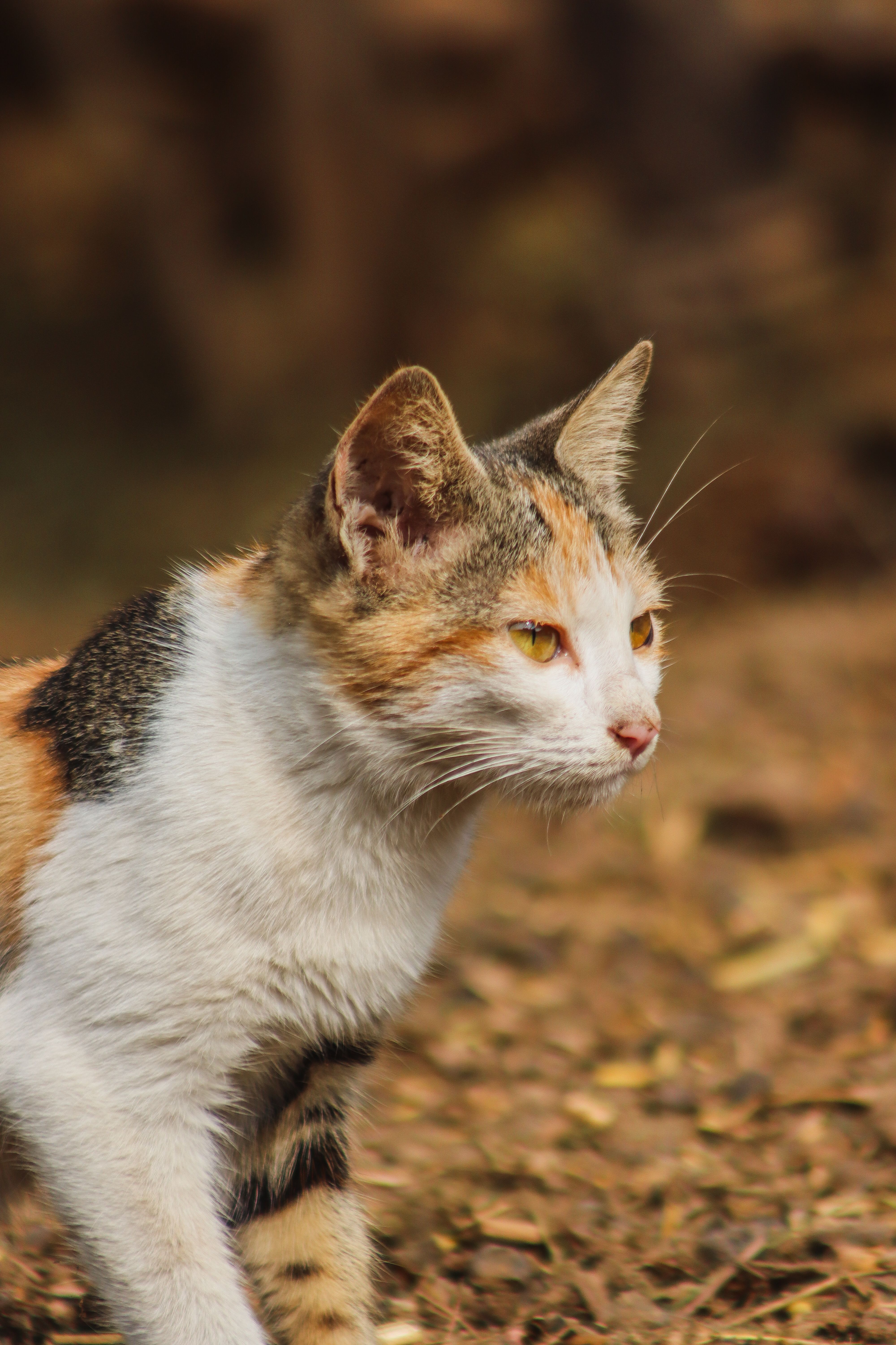 Close-up of a Calico Cat in Natural Setting · Free Stock Photo