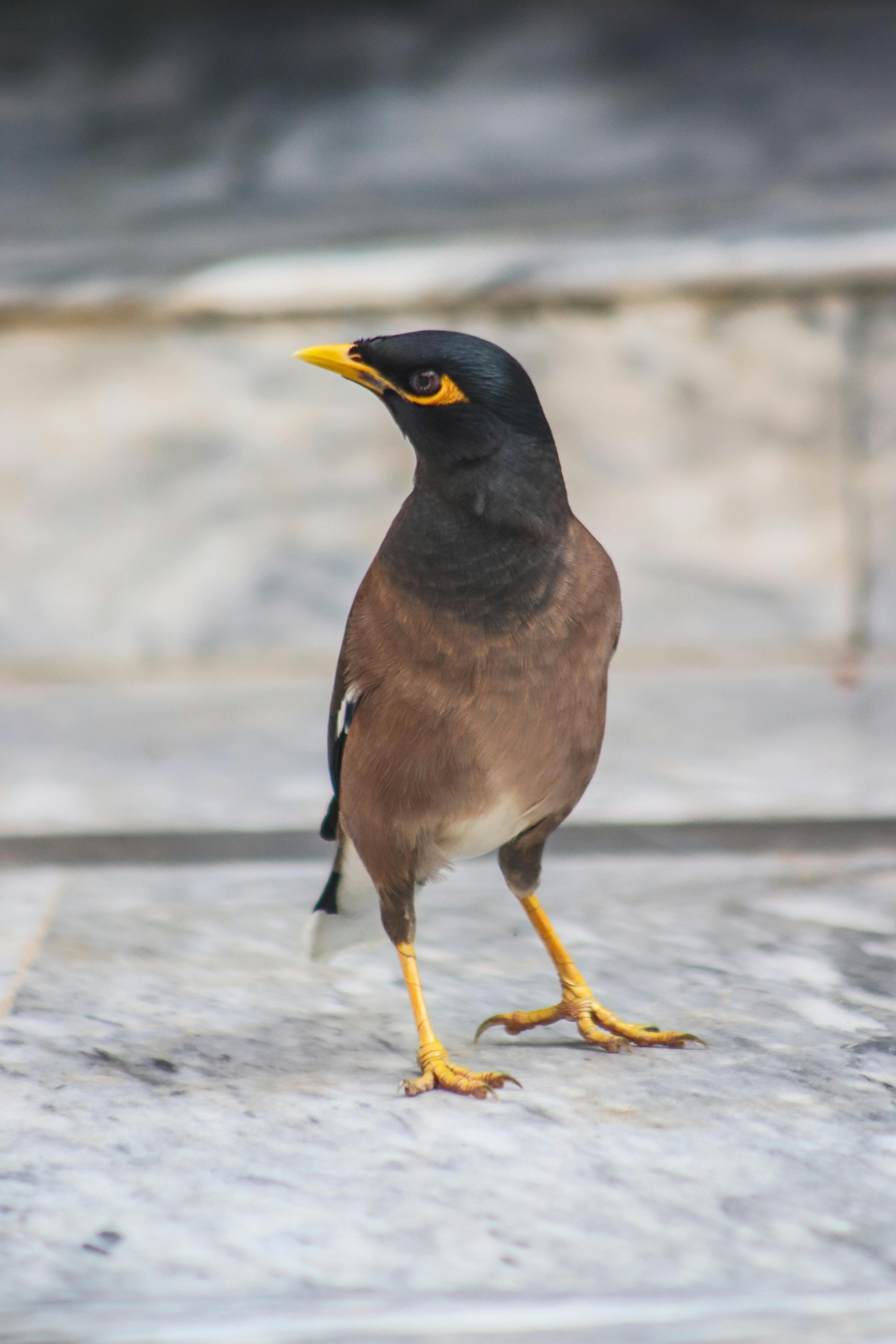Close-up of a Common Myna Bird on Marble Surface · Free Stock Photo