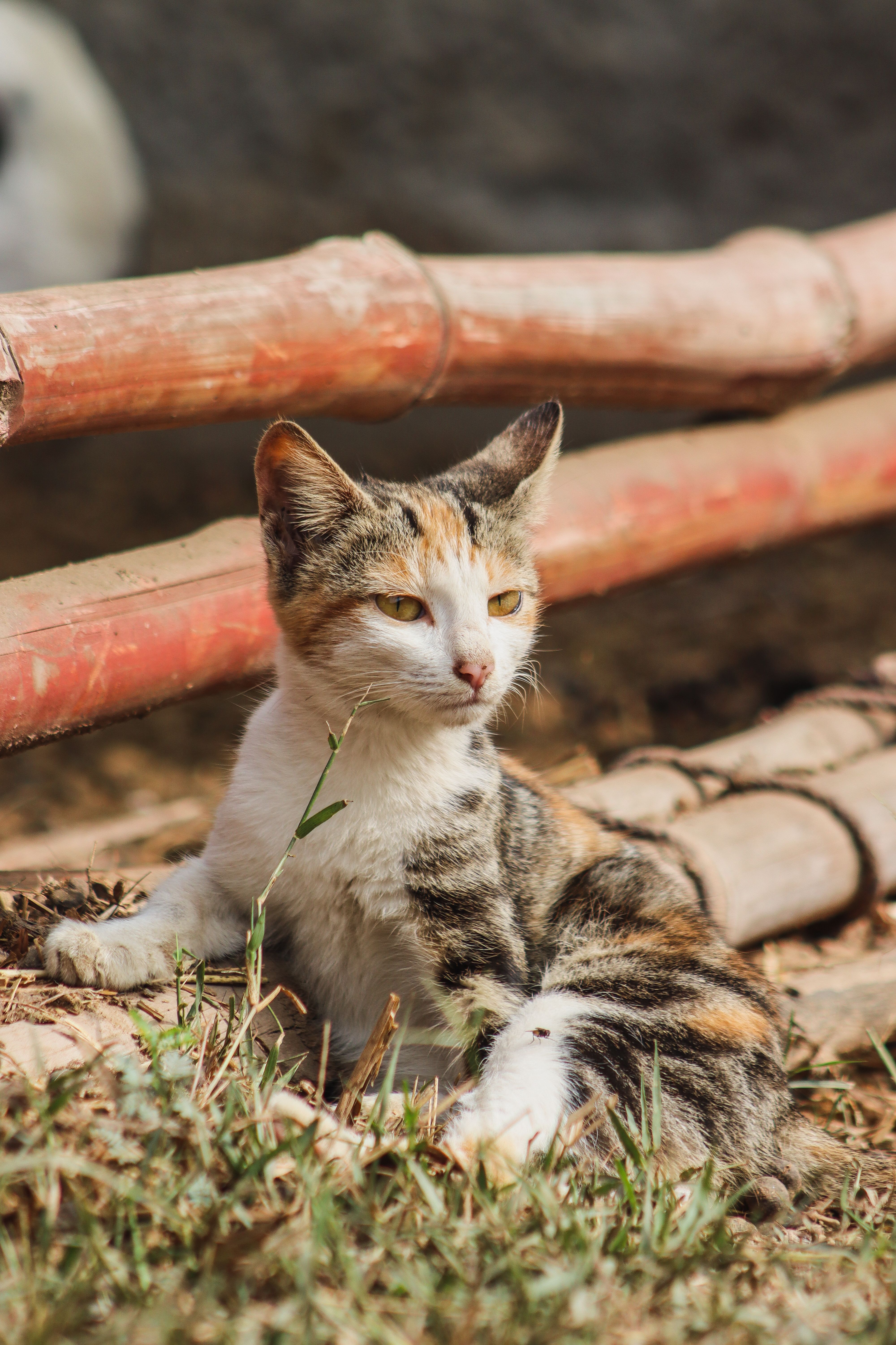 Calico Cat Relaxing Outdoors in Sunny Yard · Free Stock Photo