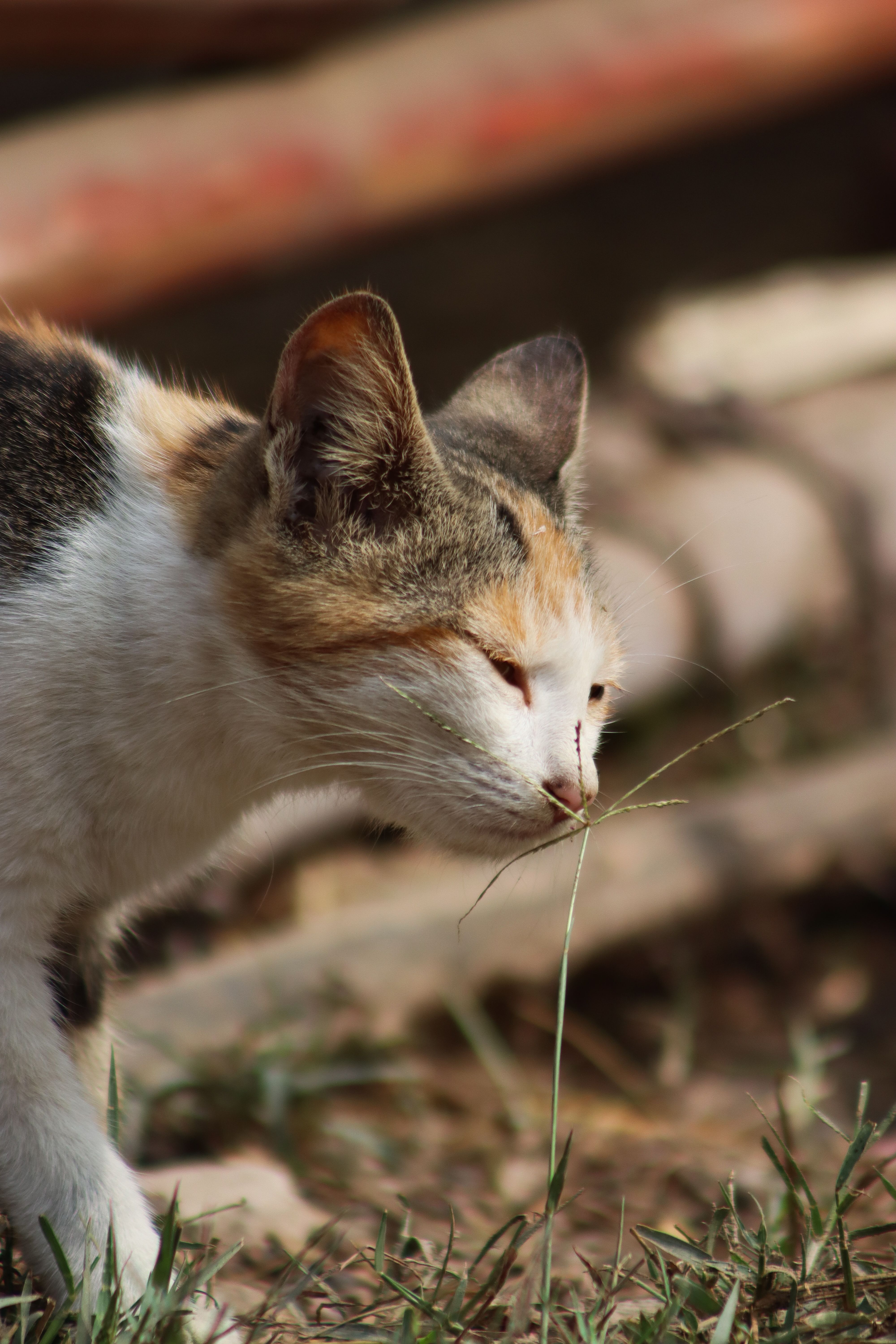 Calico Cat Sniffing Grass Outdoors · Free Stock Photo