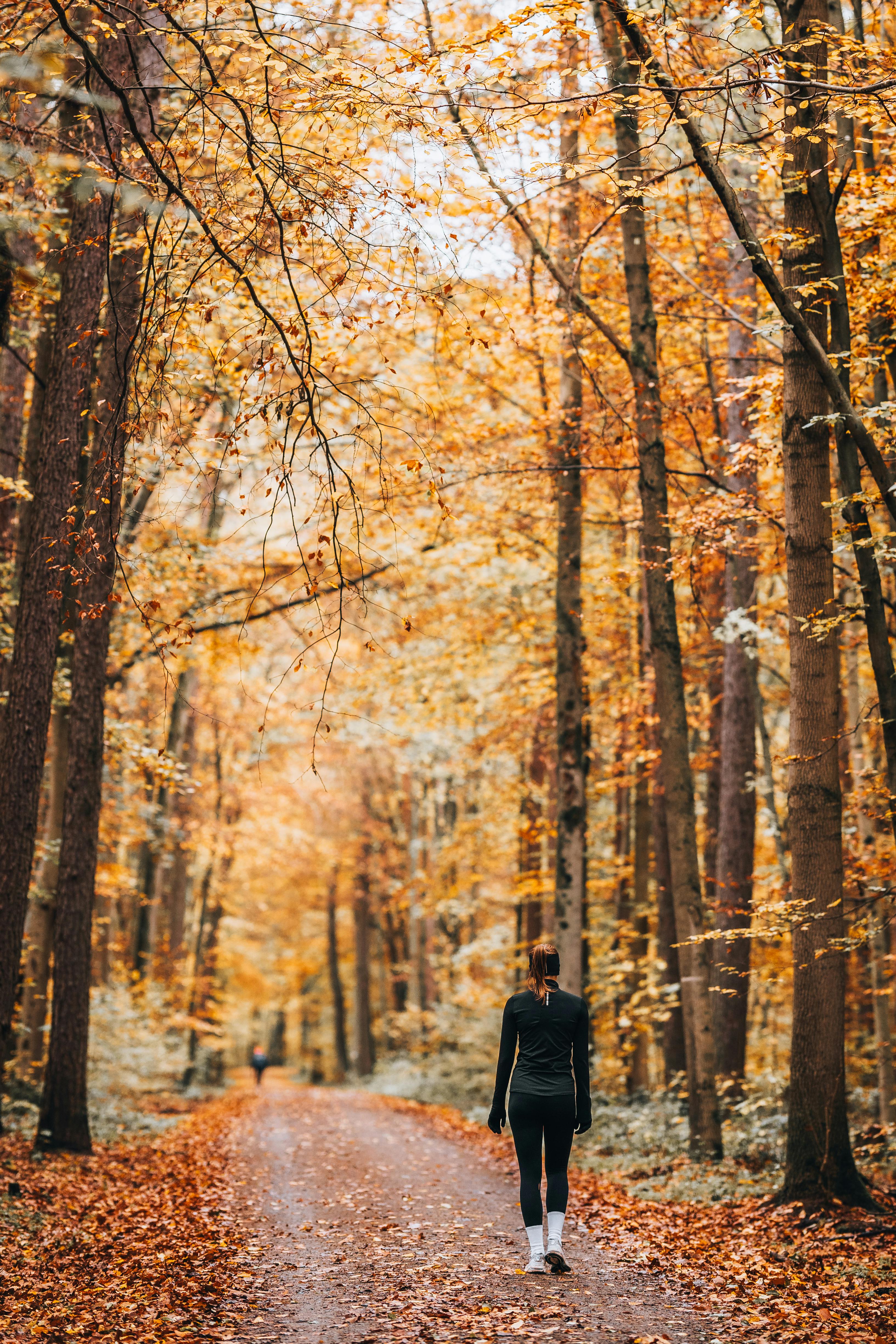 Promenade Sereine Dans Une Forêt D'automne Animée · Photo gratuite