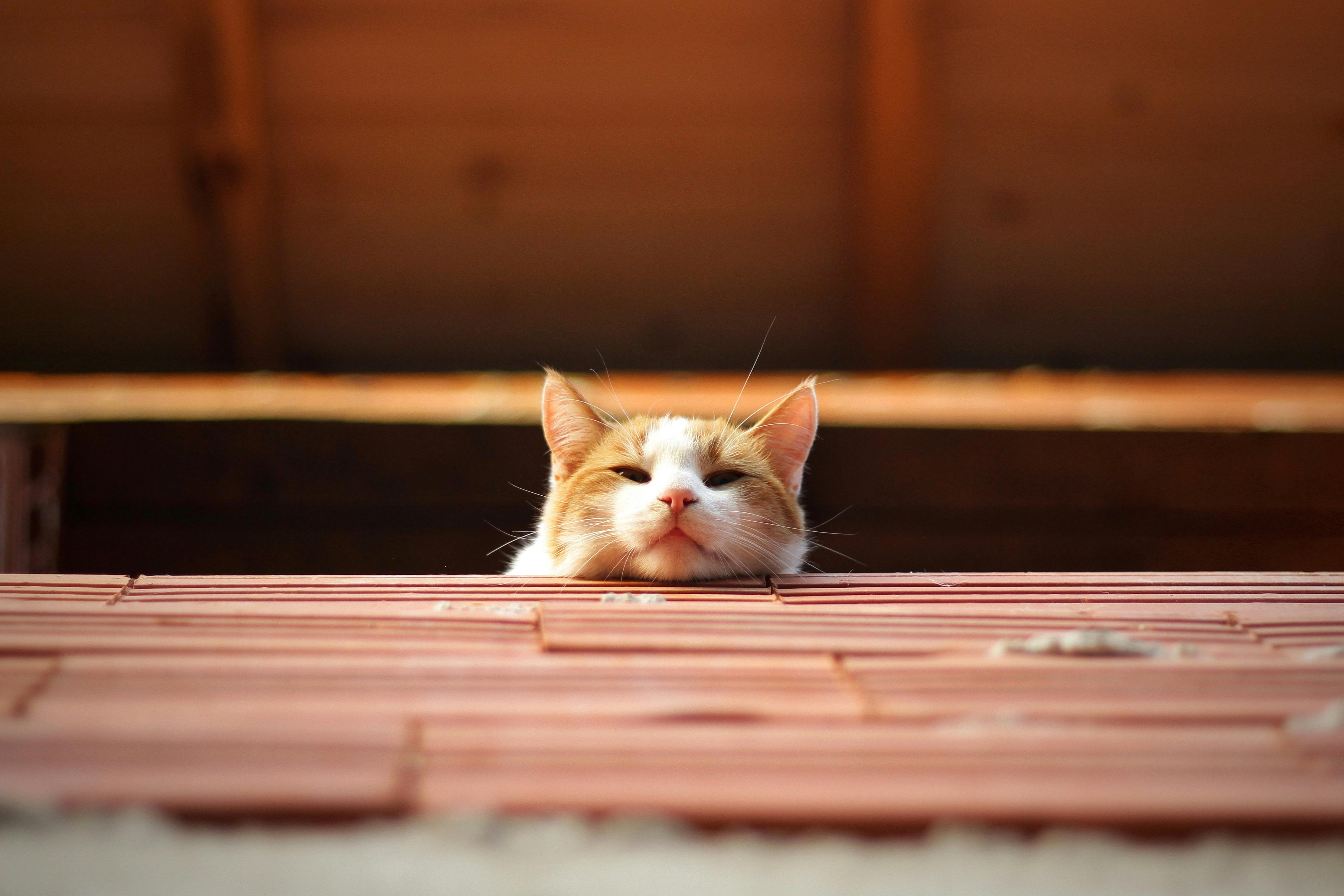 Cat Top View Photos, Download The BEST Free Cat Top View Stock Photos ...