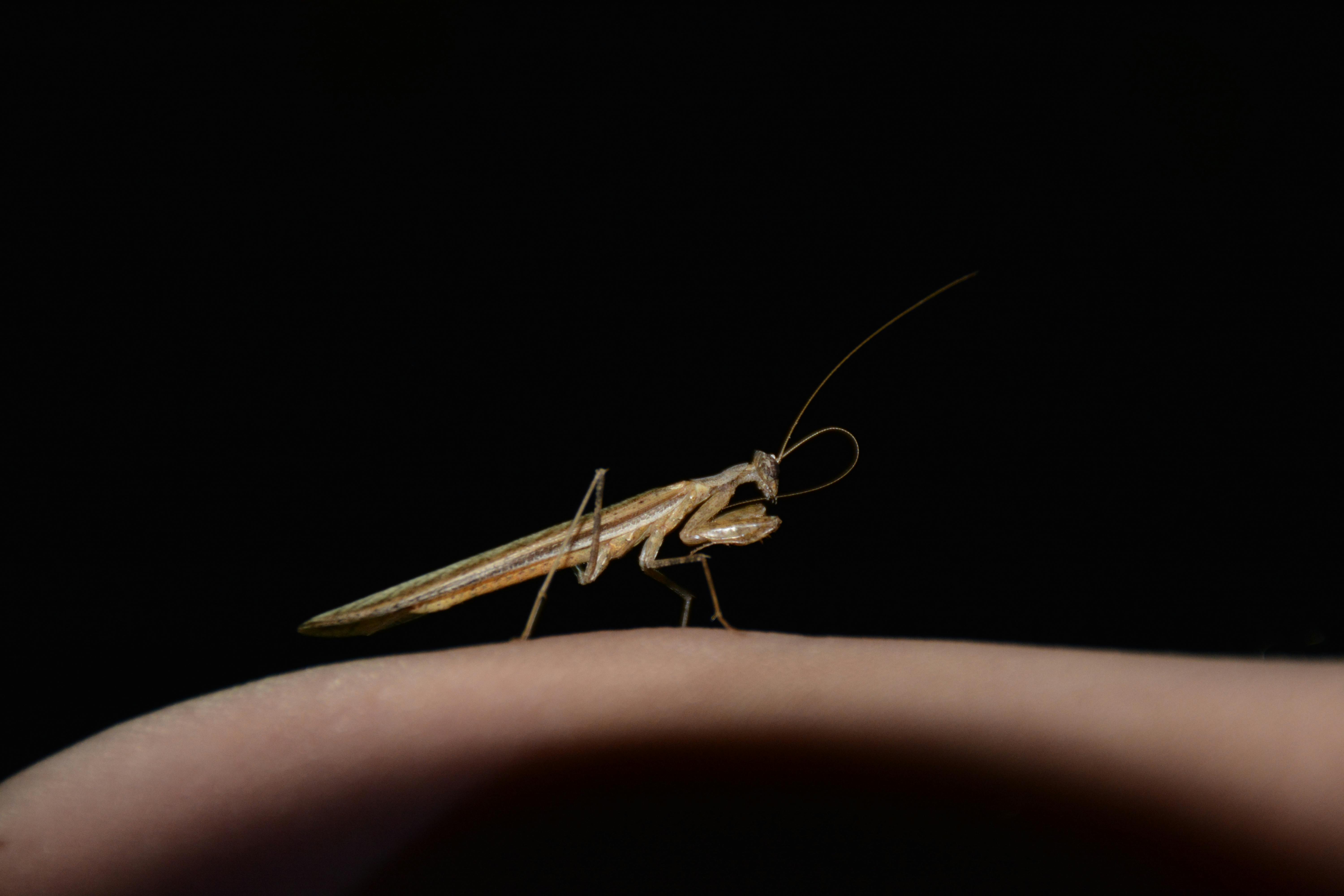 10+ Beautiful Mantis Photos Pexels · Free Stock Photos