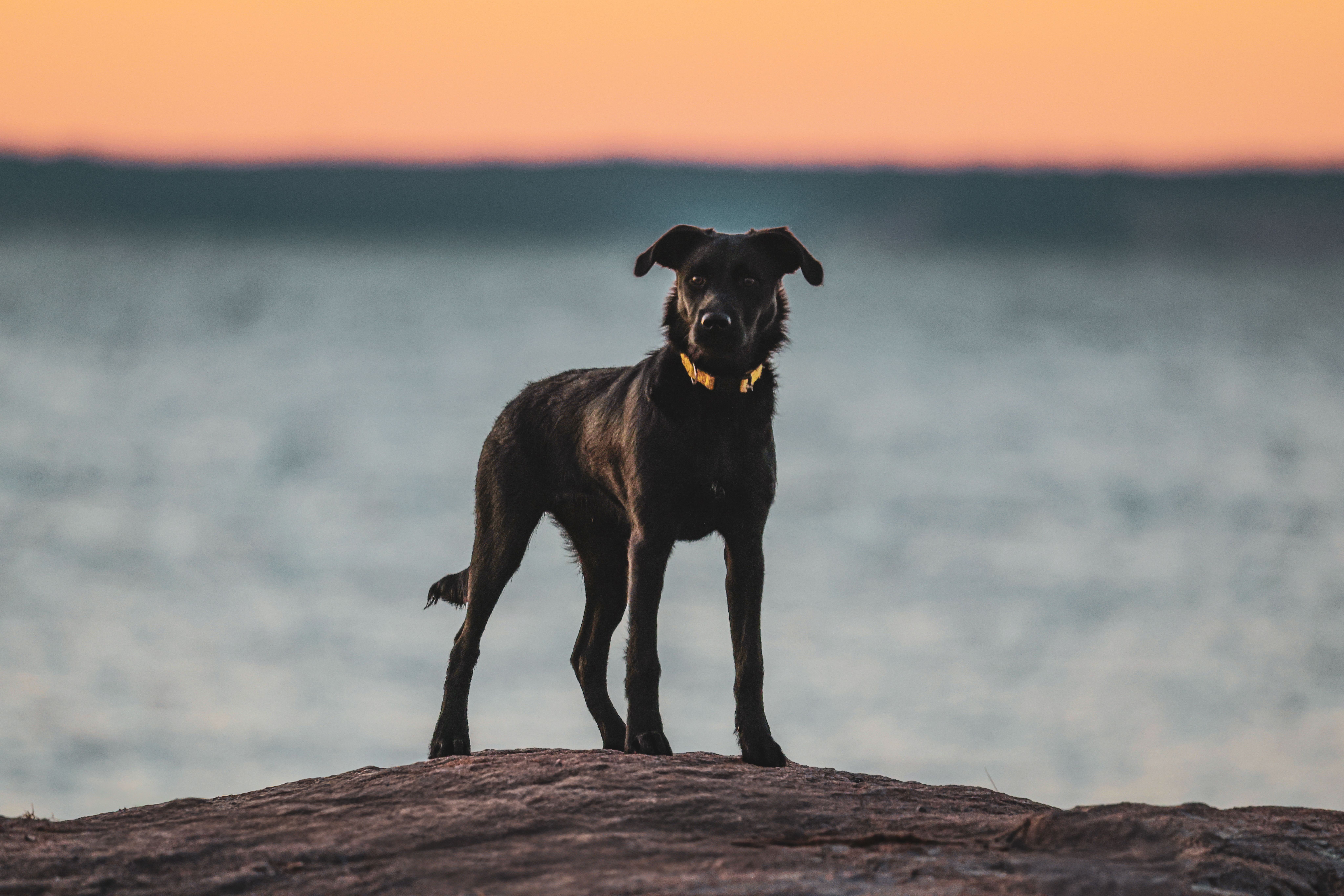 Kobi Photos, Download The BEST Free Kobi Stock Photos & HD Images