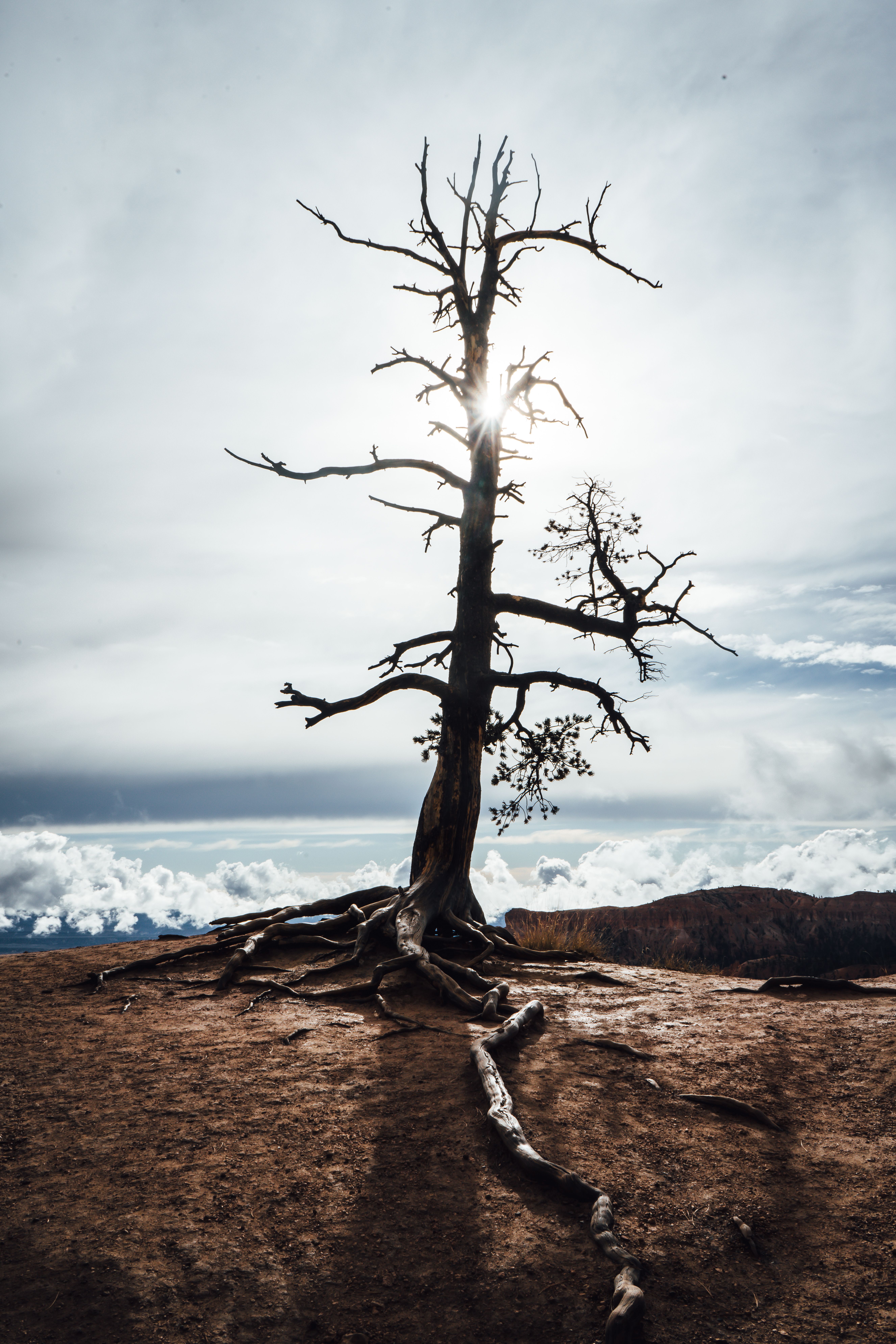 Dramatic Lone Tree in Utah Landscape · Free Stock Photo