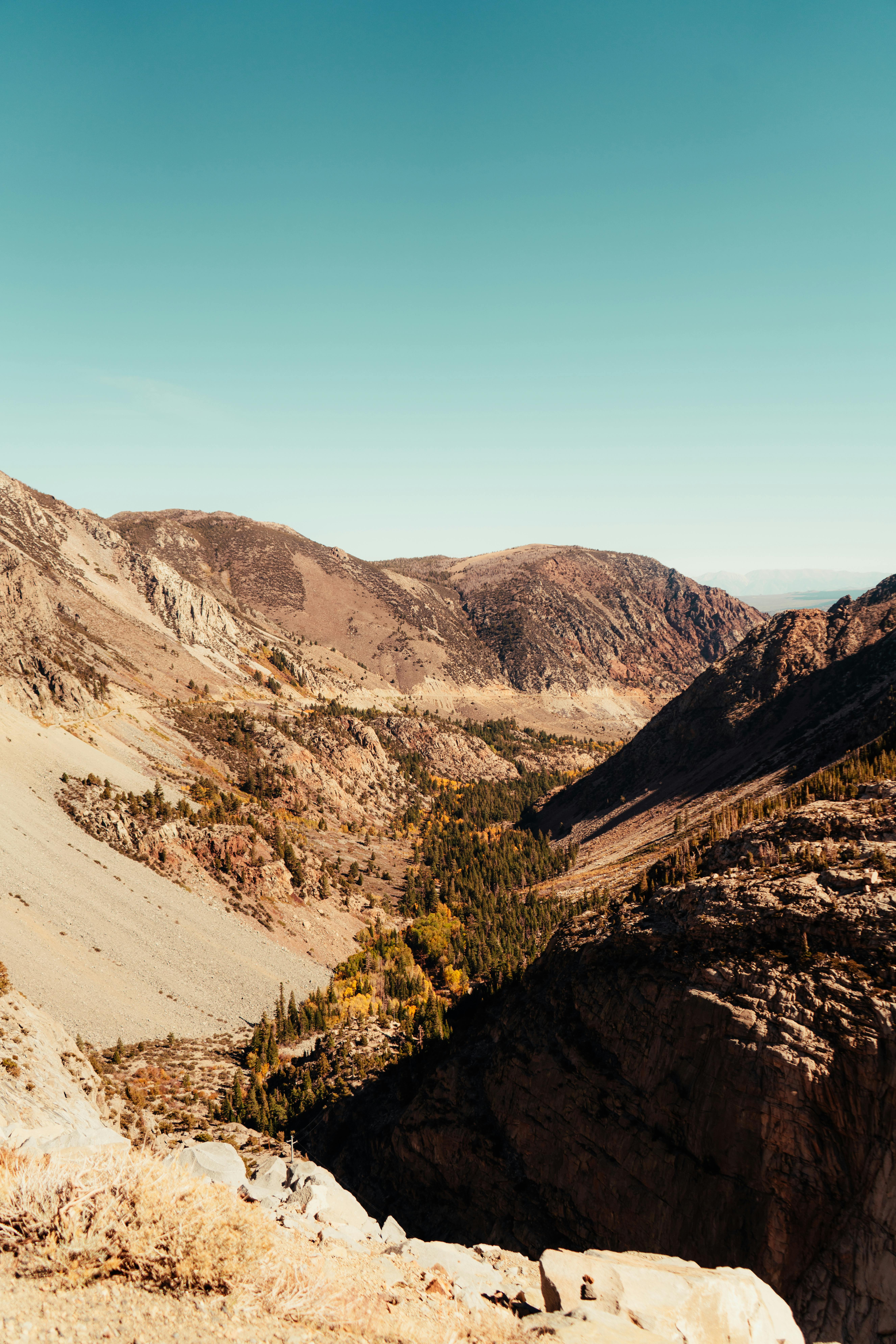 Etat Tuia Photos, Download The BEST Free Etat Tuia Stock Photos & HD Images