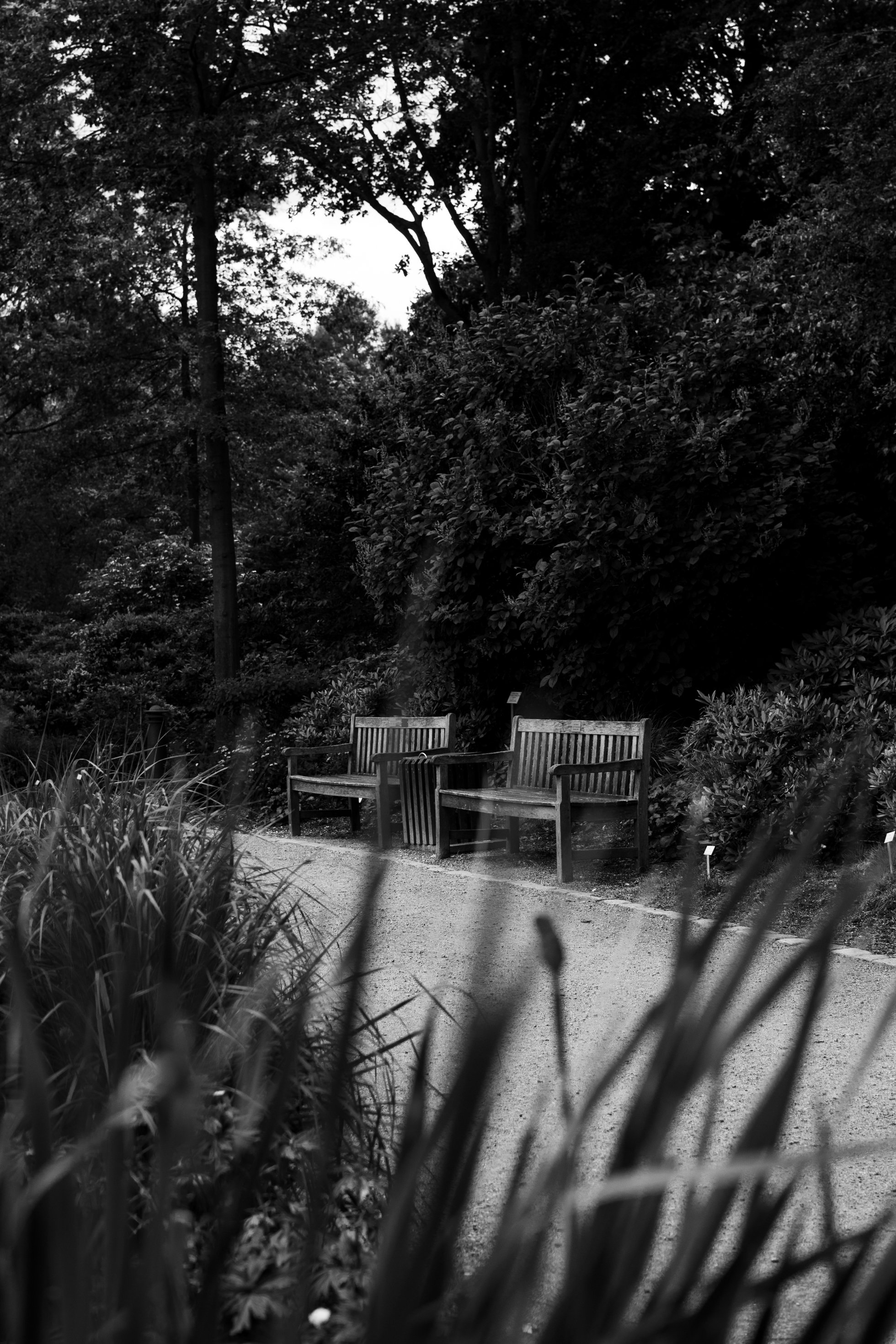 Bancos De Parque Serenos En Blanco Y Negro · Foto de stock gratuita