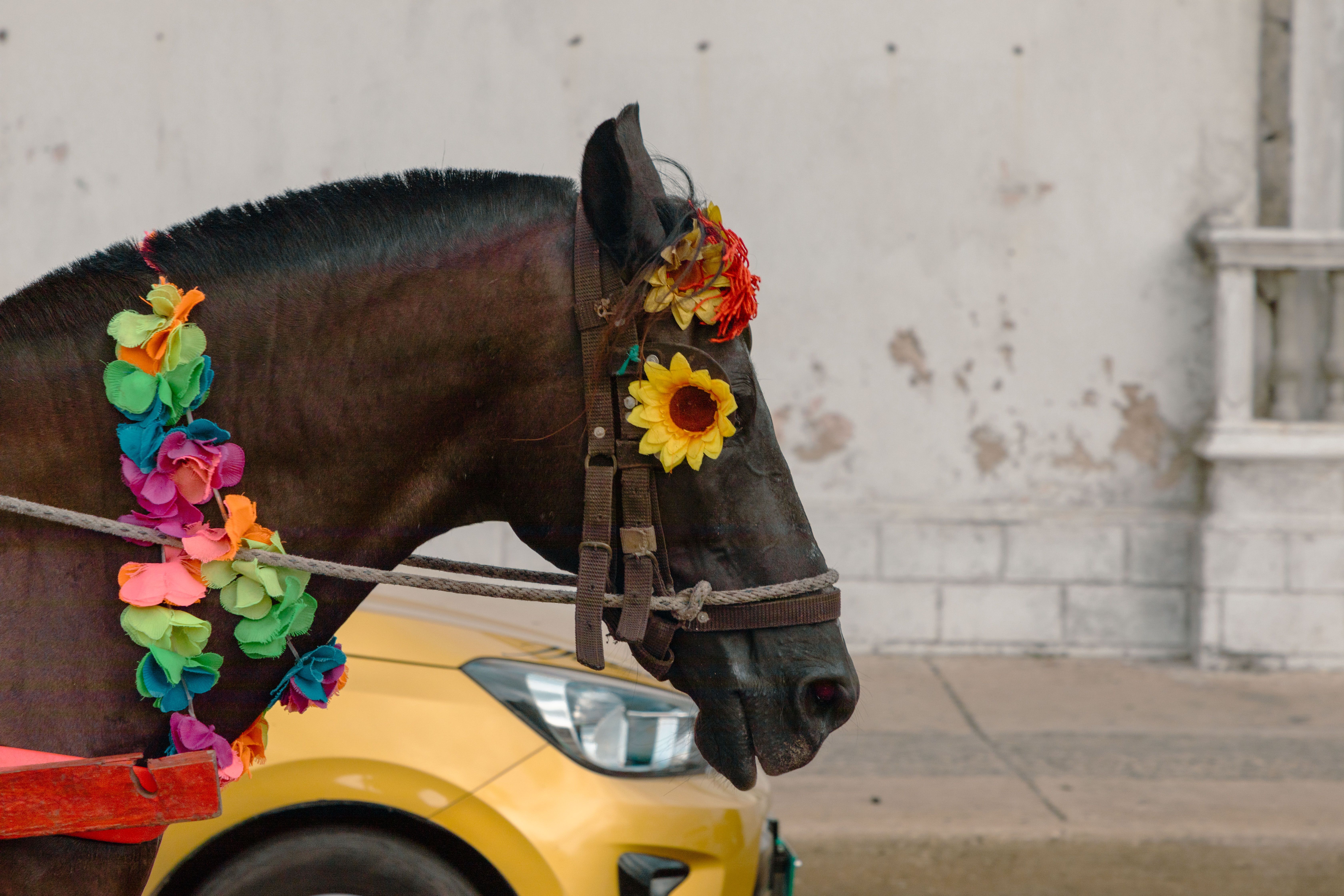 Caballo Con Adornos Florales En Un Entorno Urbano · Foto de stock gratuita