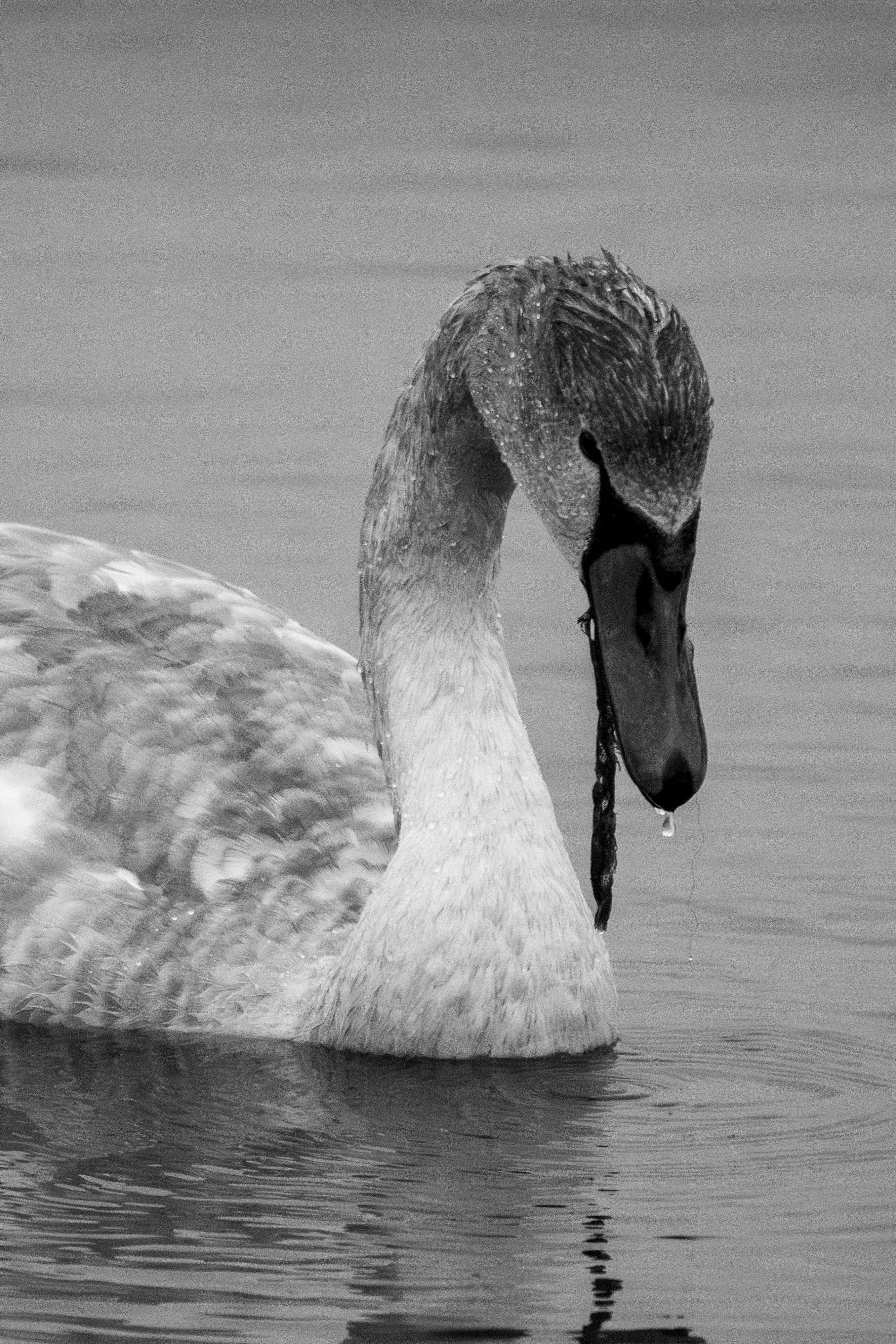 Bird Grace Photos, Download The BEST Free Bird Grace Stock Photos & HD ...
