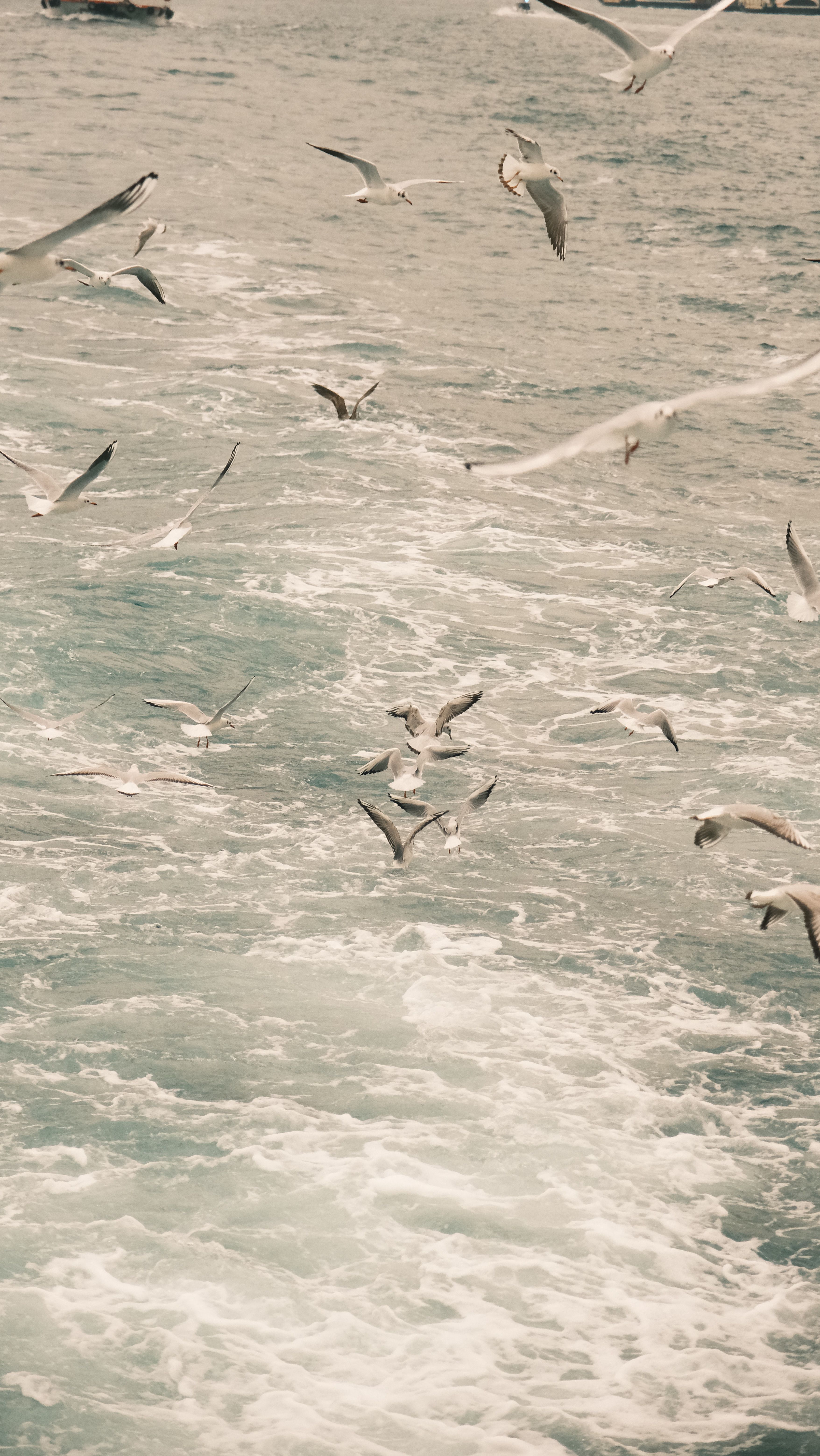 Flock of Seagulls Over Ocean Waves in Flight · Free Stock Photo