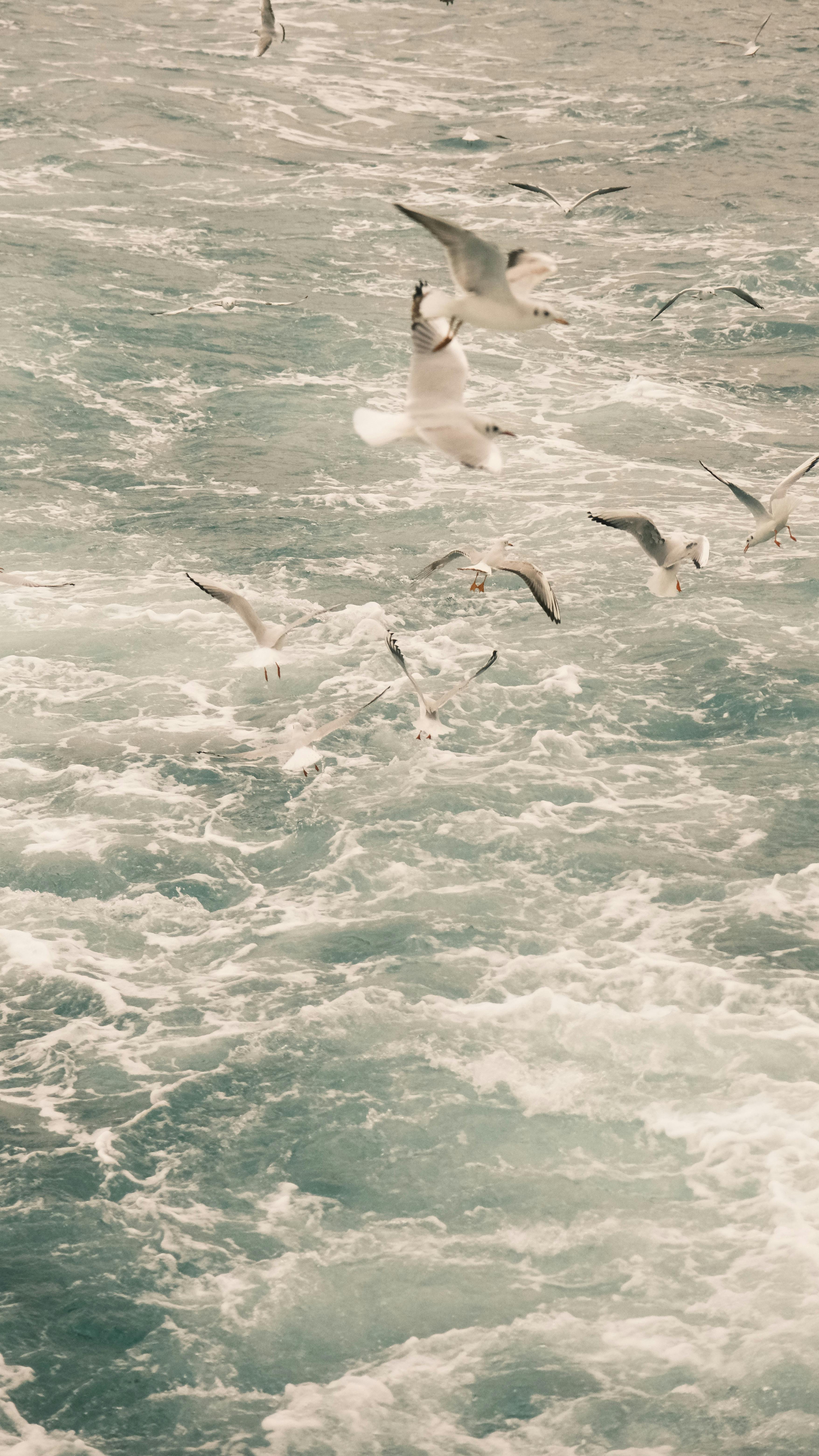 Seagulls Soaring Over Ocean Waves in Summer · Free Stock Photo