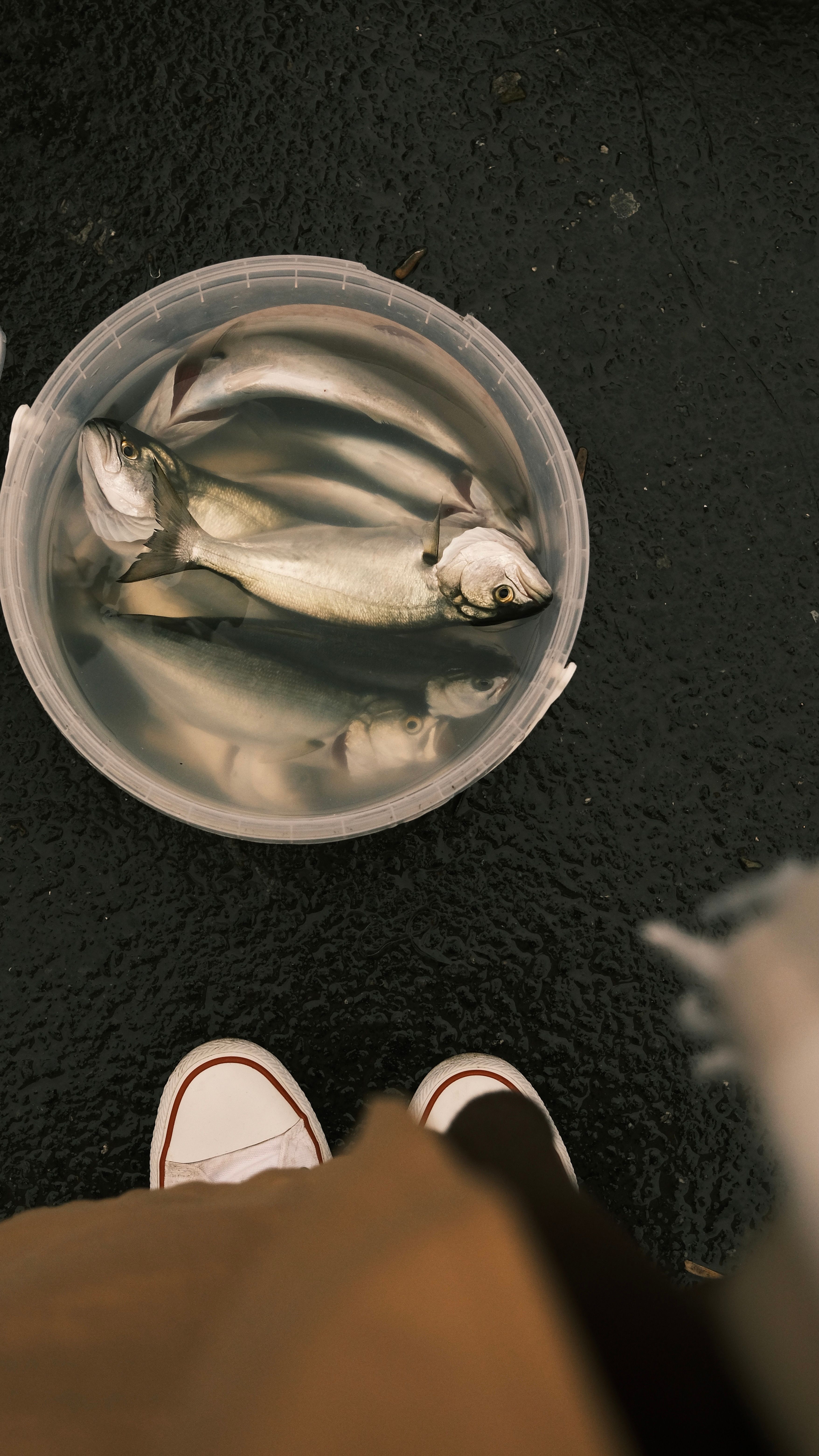 Bucket of freshly caught fish on a wet dock · Free Stock Photo
