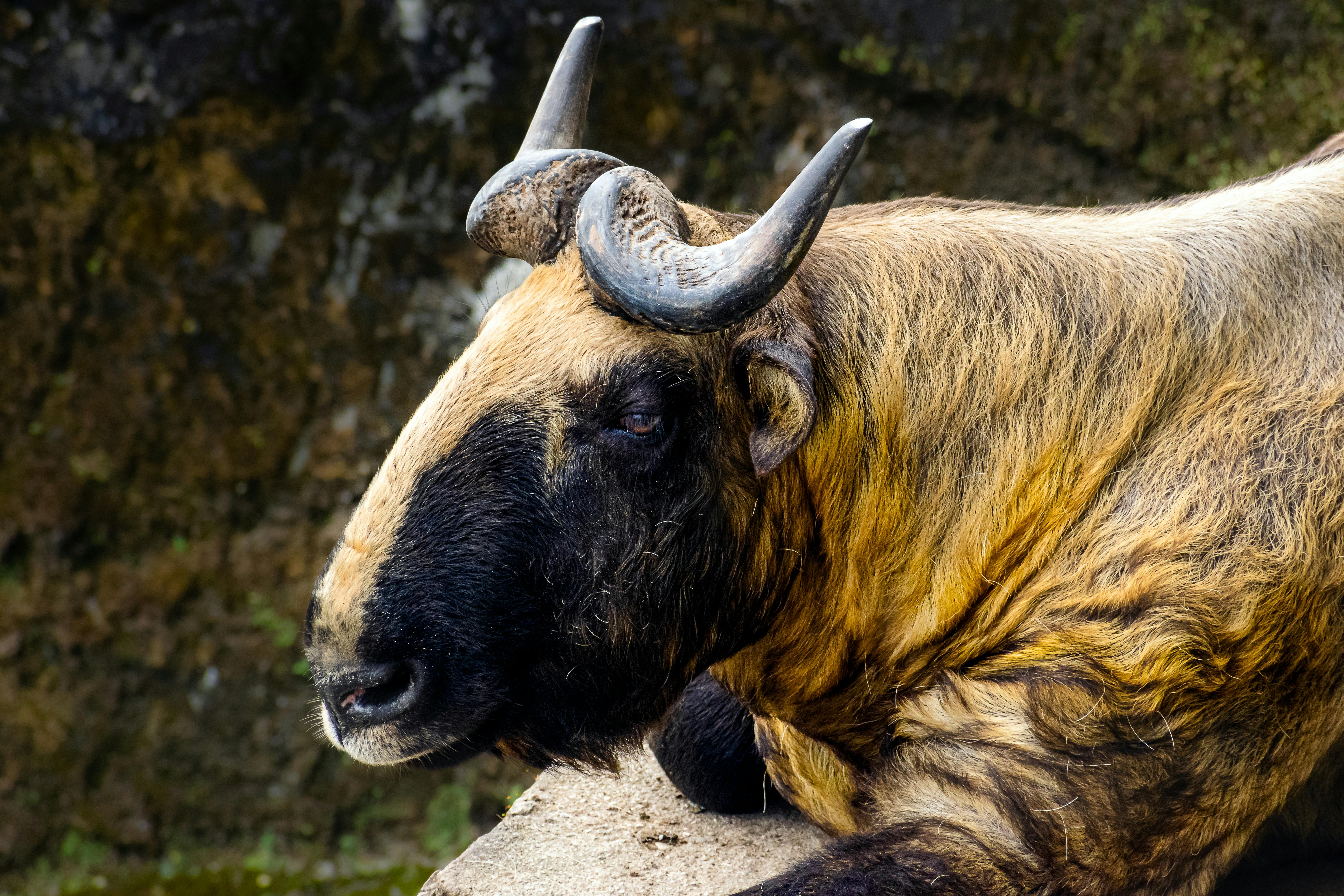 Close-Up of a Takin in Darjeeling, India · Free Stock Photo