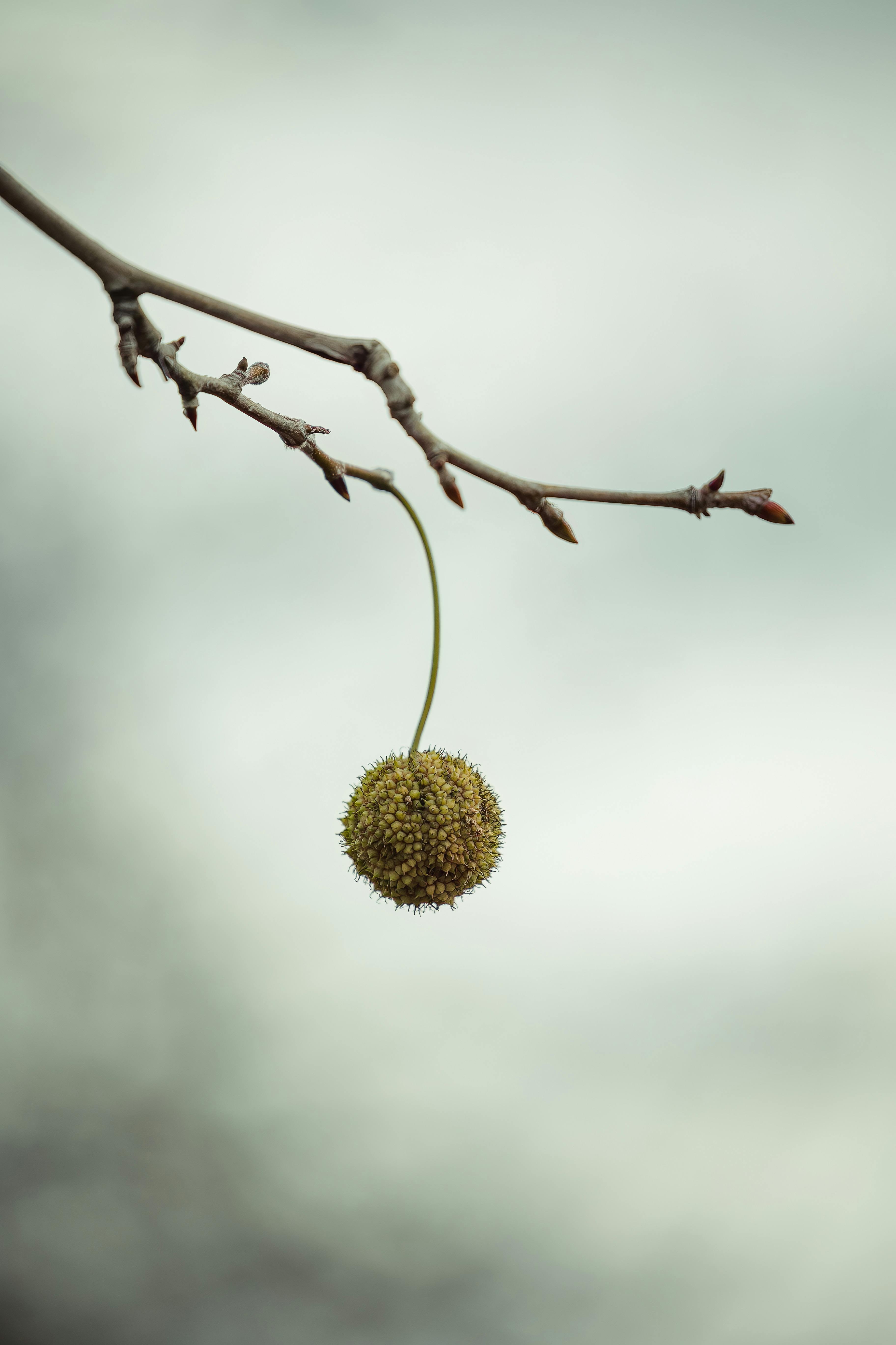 Solitary Dried Fruit on a Bare Branch · Free Stock Photo