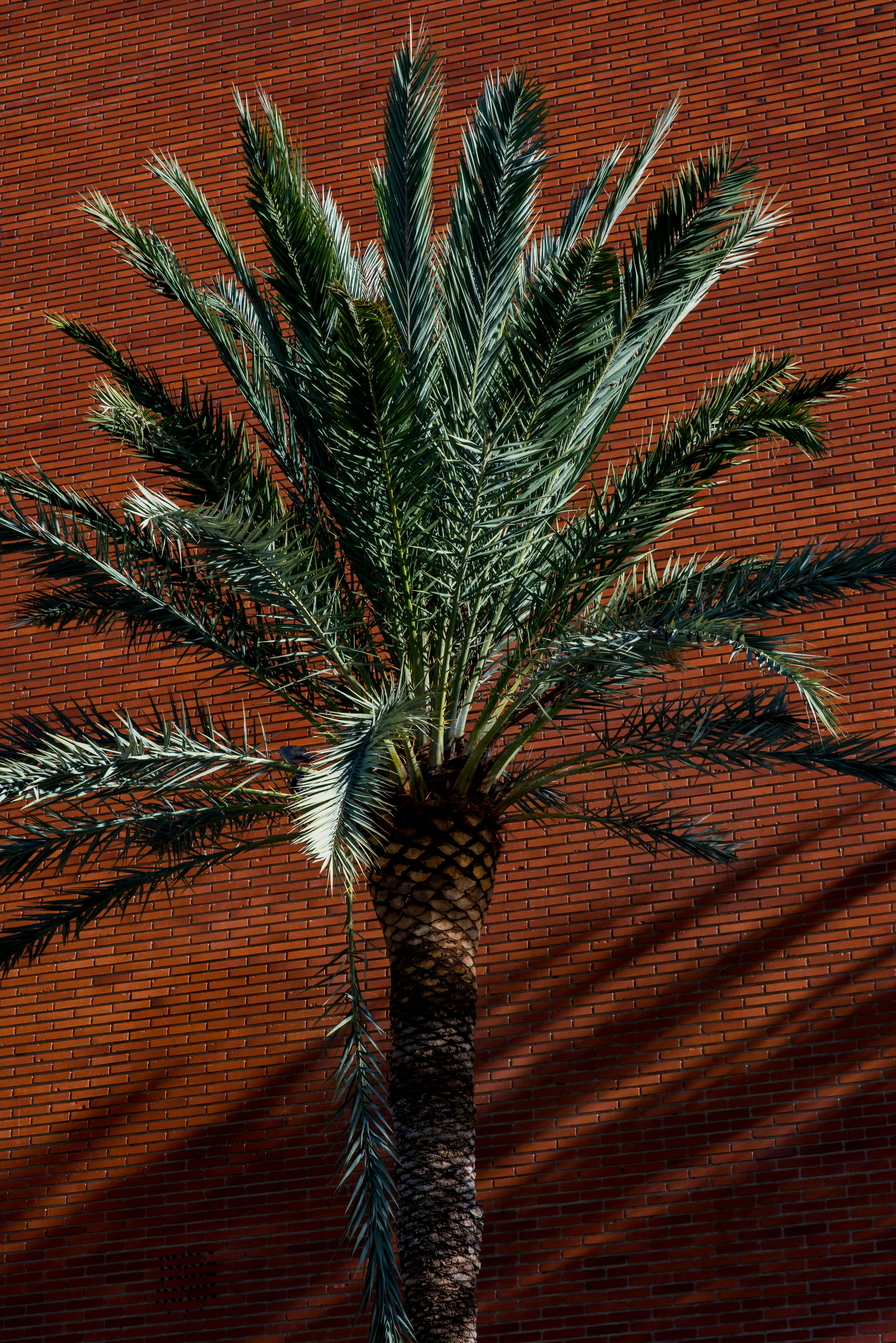 Elegant Palm Tree against Textured Red Brick Wall · Free Stock Photo