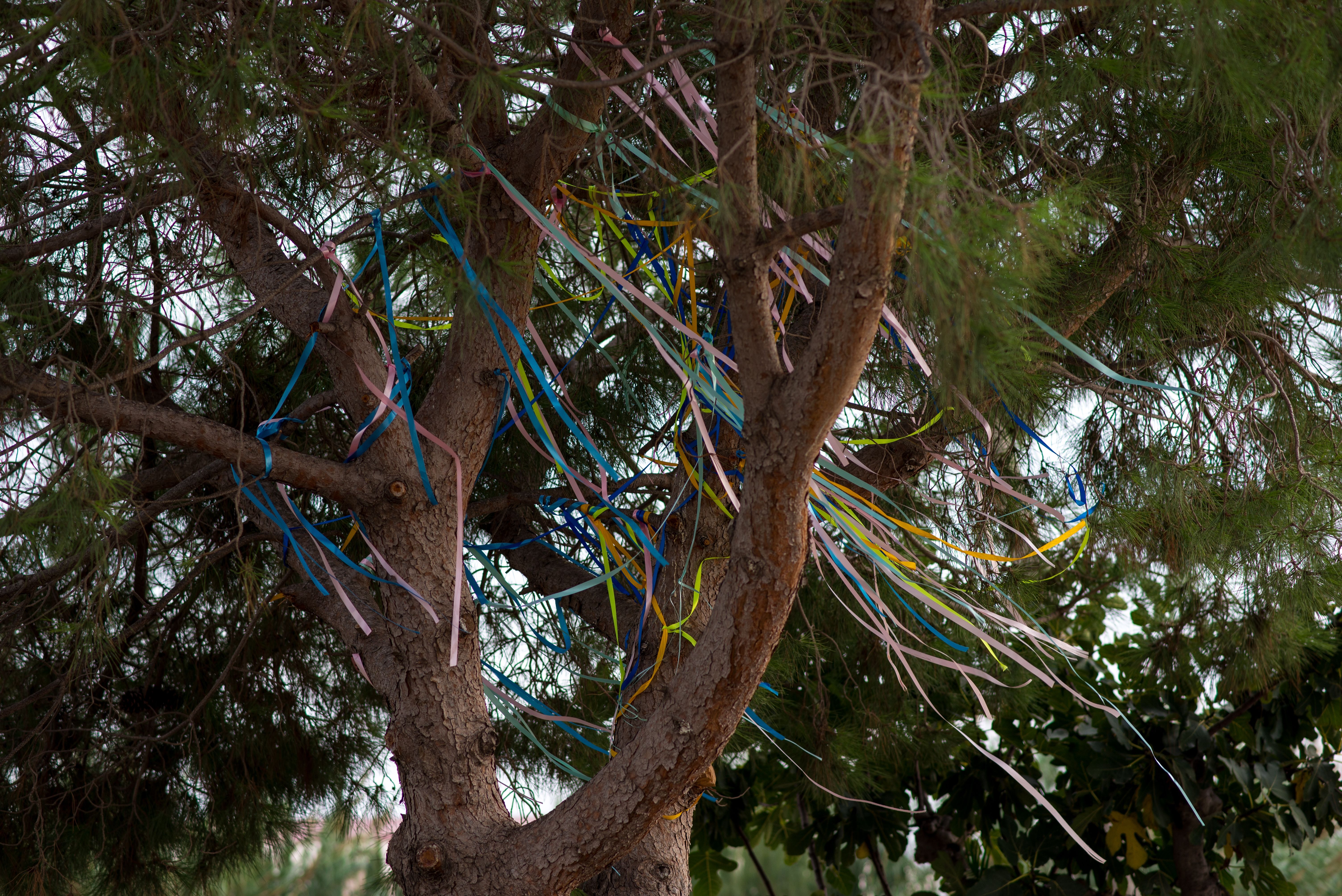Colorful ribbons on a tree in a park setting · Free Stock Photo
