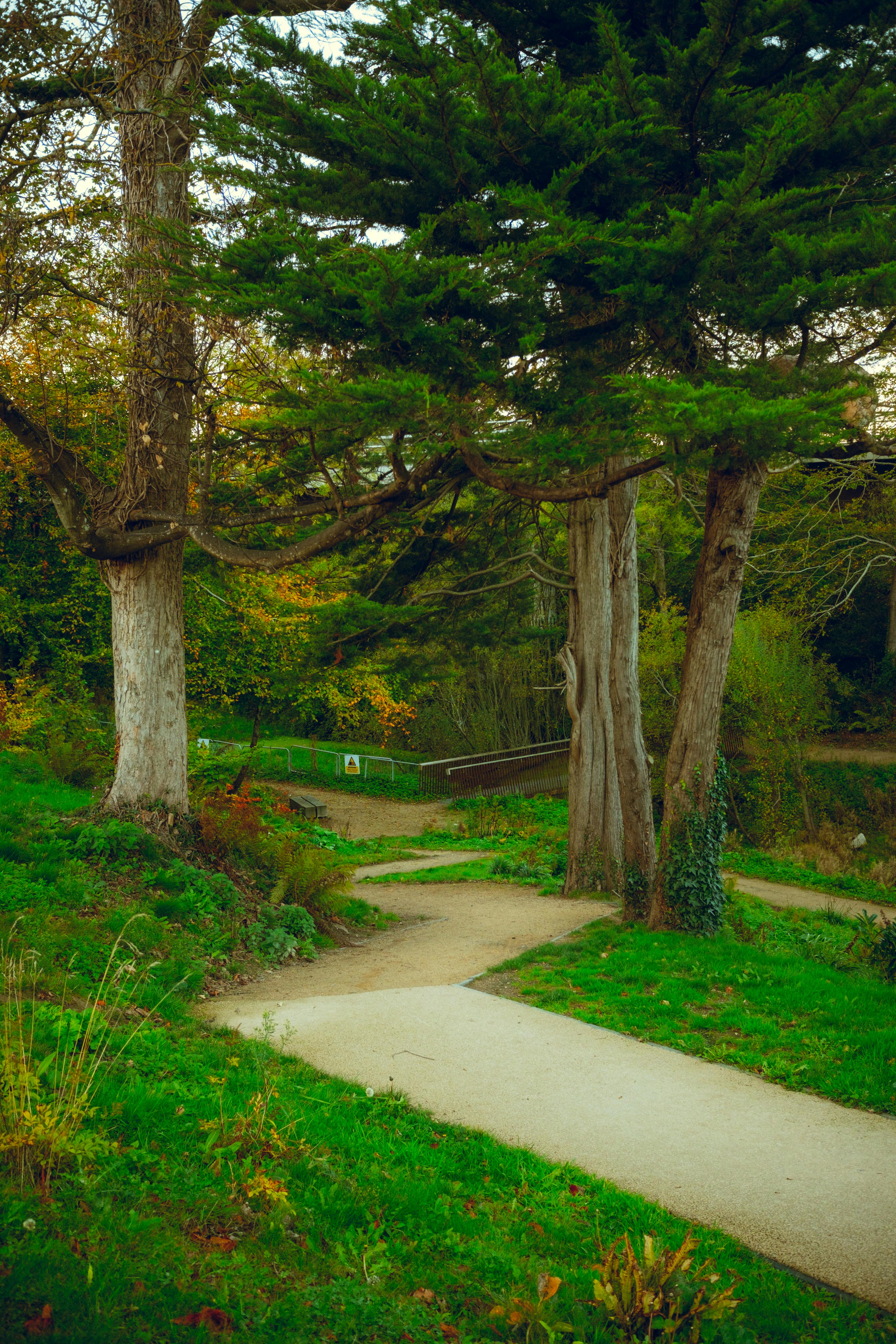 Photo of Pathway Surrounded by Trees · Free Stock Photo