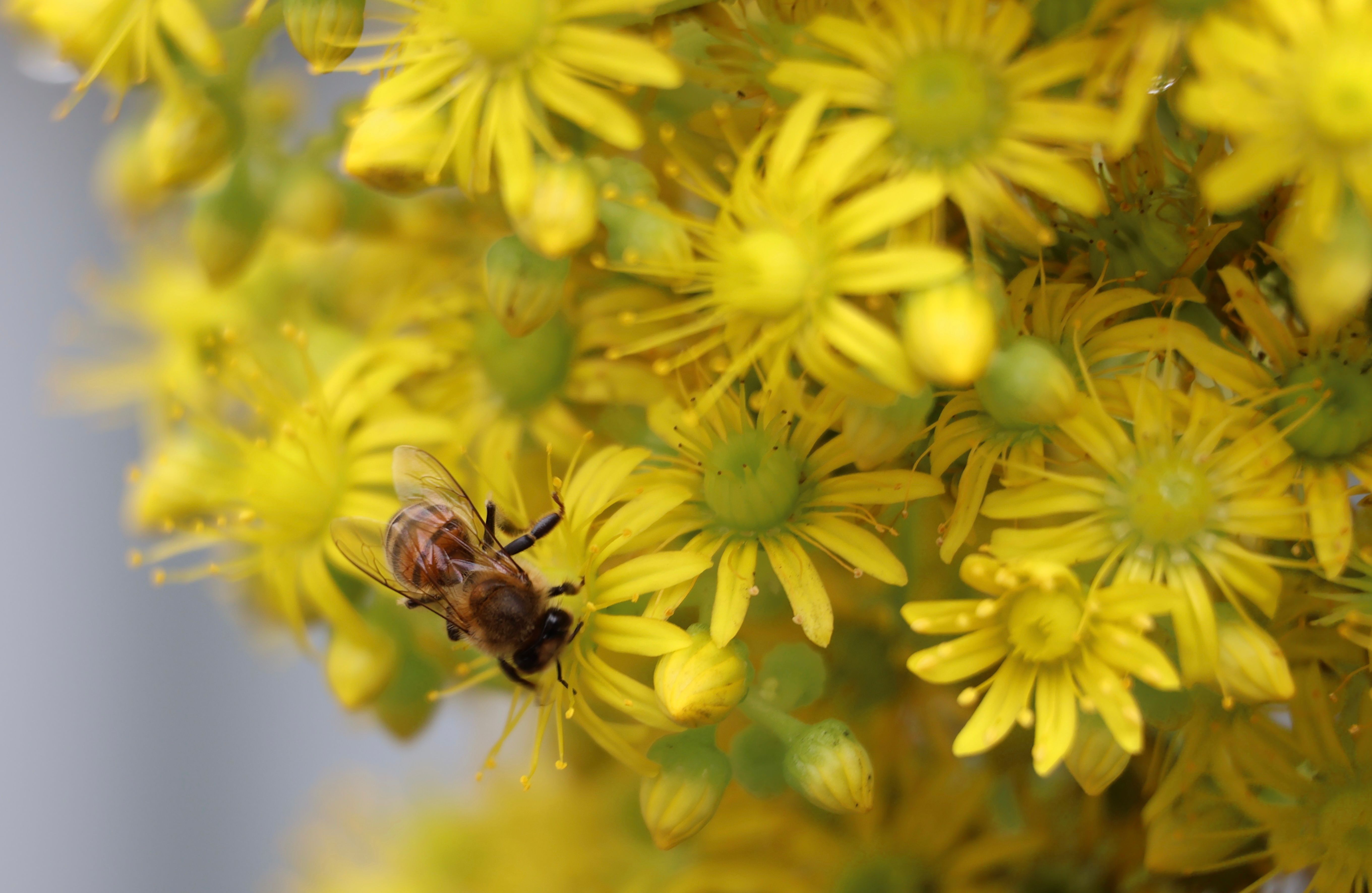 Close-up of a Honey Bee on Yellow Flowers · Free Stock Photo