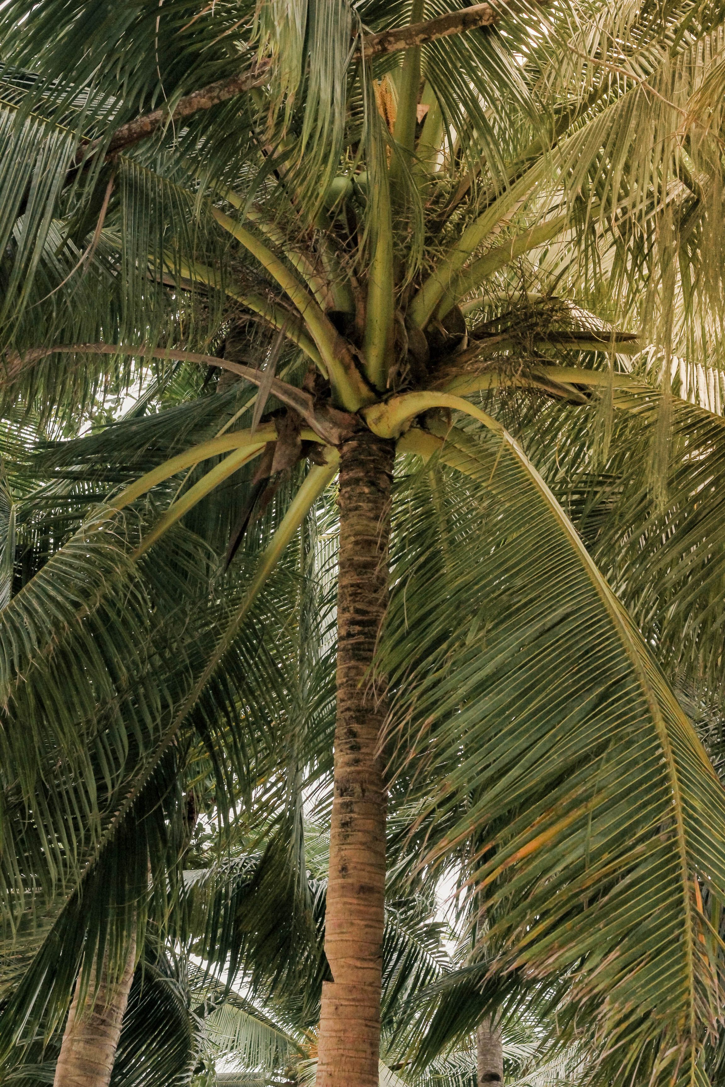 Tropical Coconut Palm with Lush Fronds · Free Stock Photo