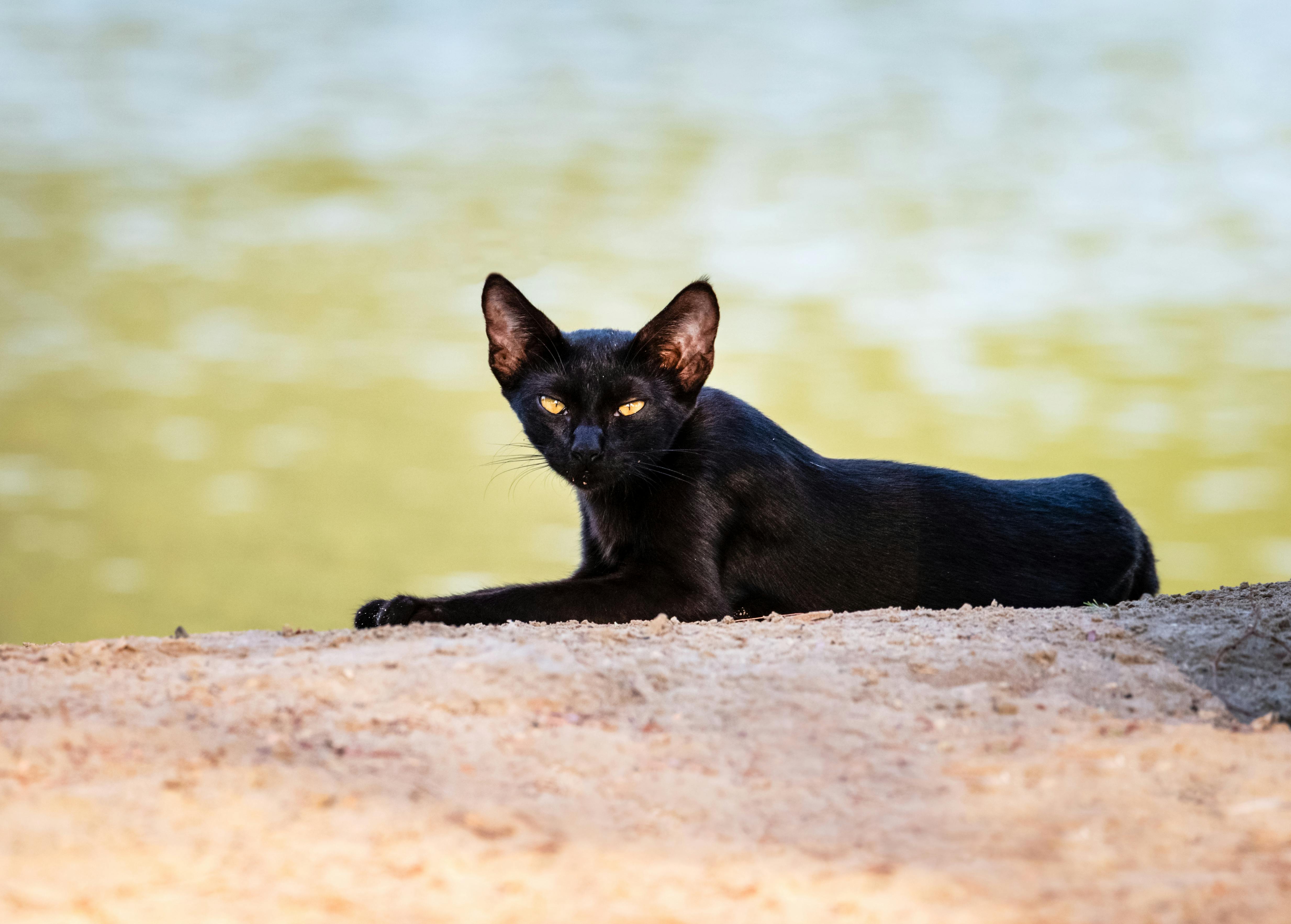 Cat In Dubai Photos, Download The BEST Free Cat In Dubai Stock Photos ...