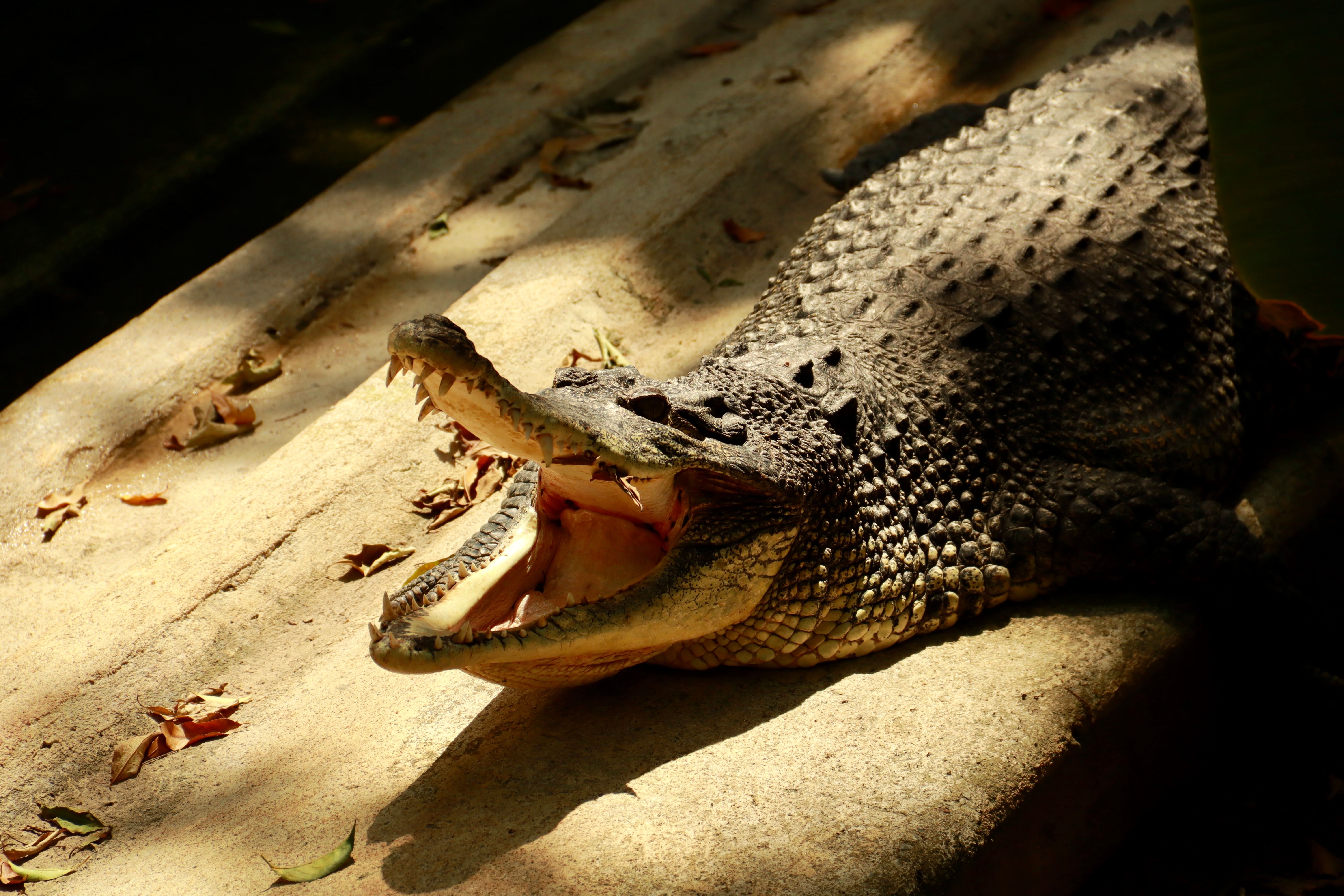 Cocodrilo Tomando Sol Con La Boca Abierta En Un Banco De Arena · Foto ...