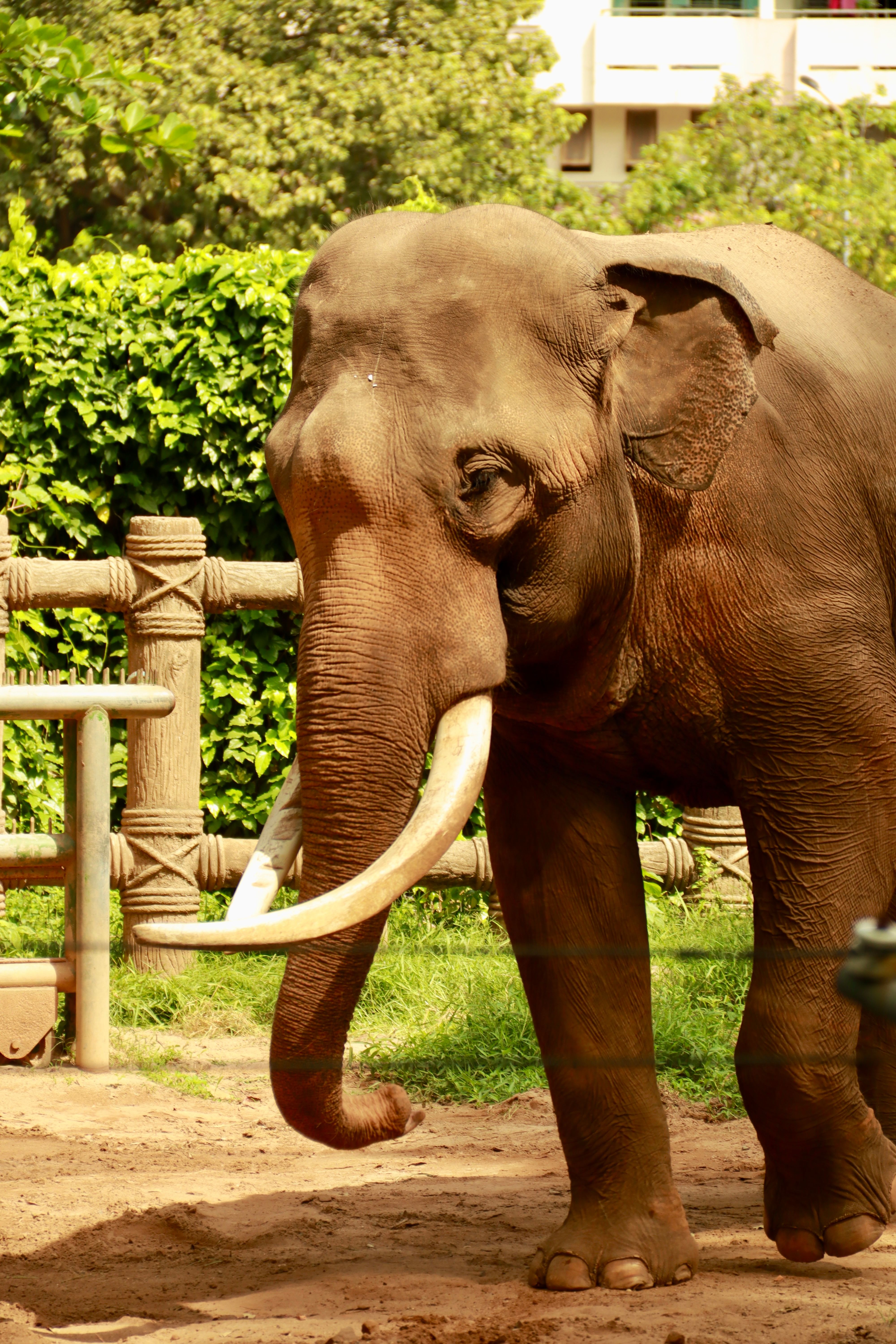 Majestic Asian Elephant at a Zoo Enclosure · Free Stock Photo