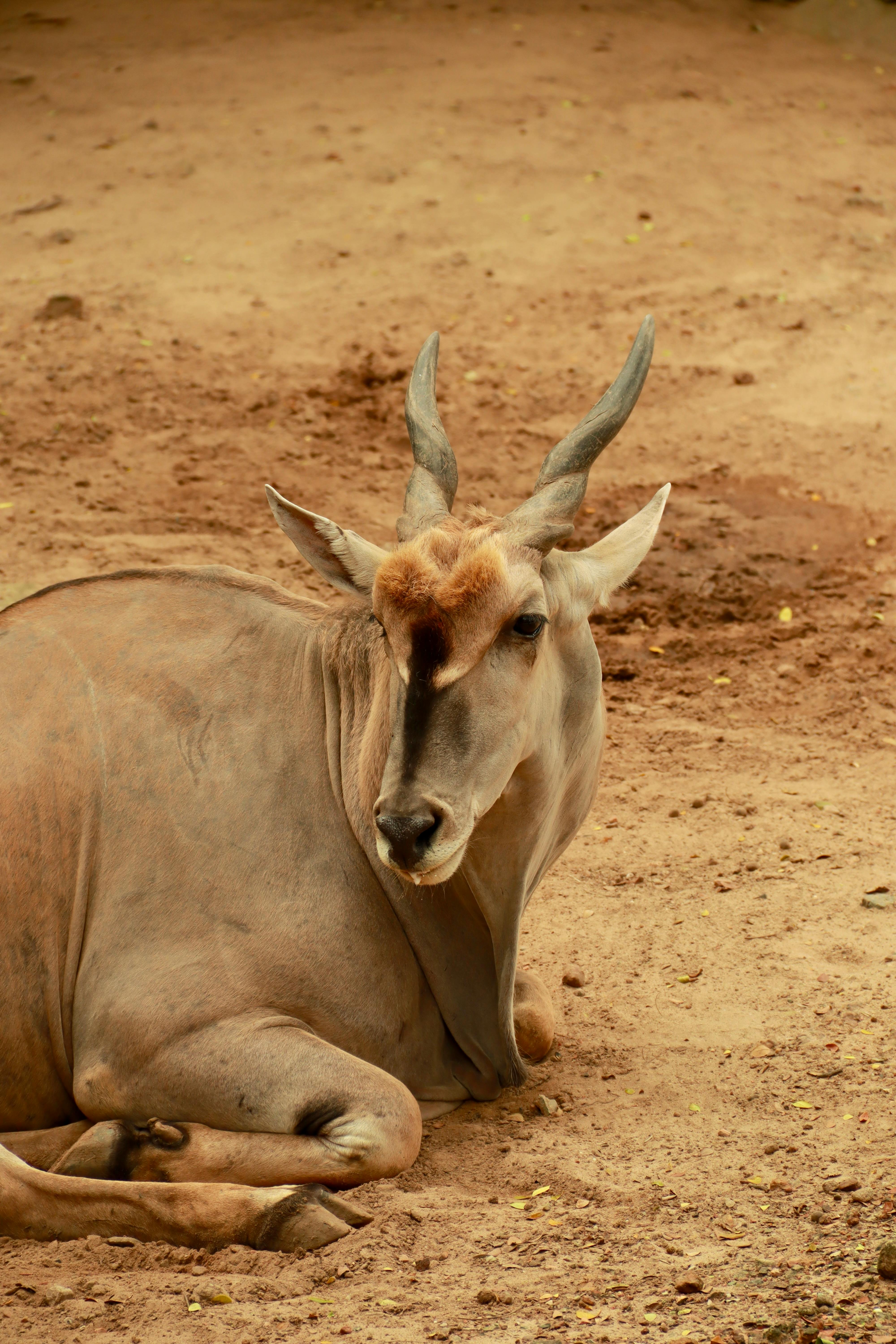 Resting Eland Antelope in Natural Habitat · Free Stock Photo