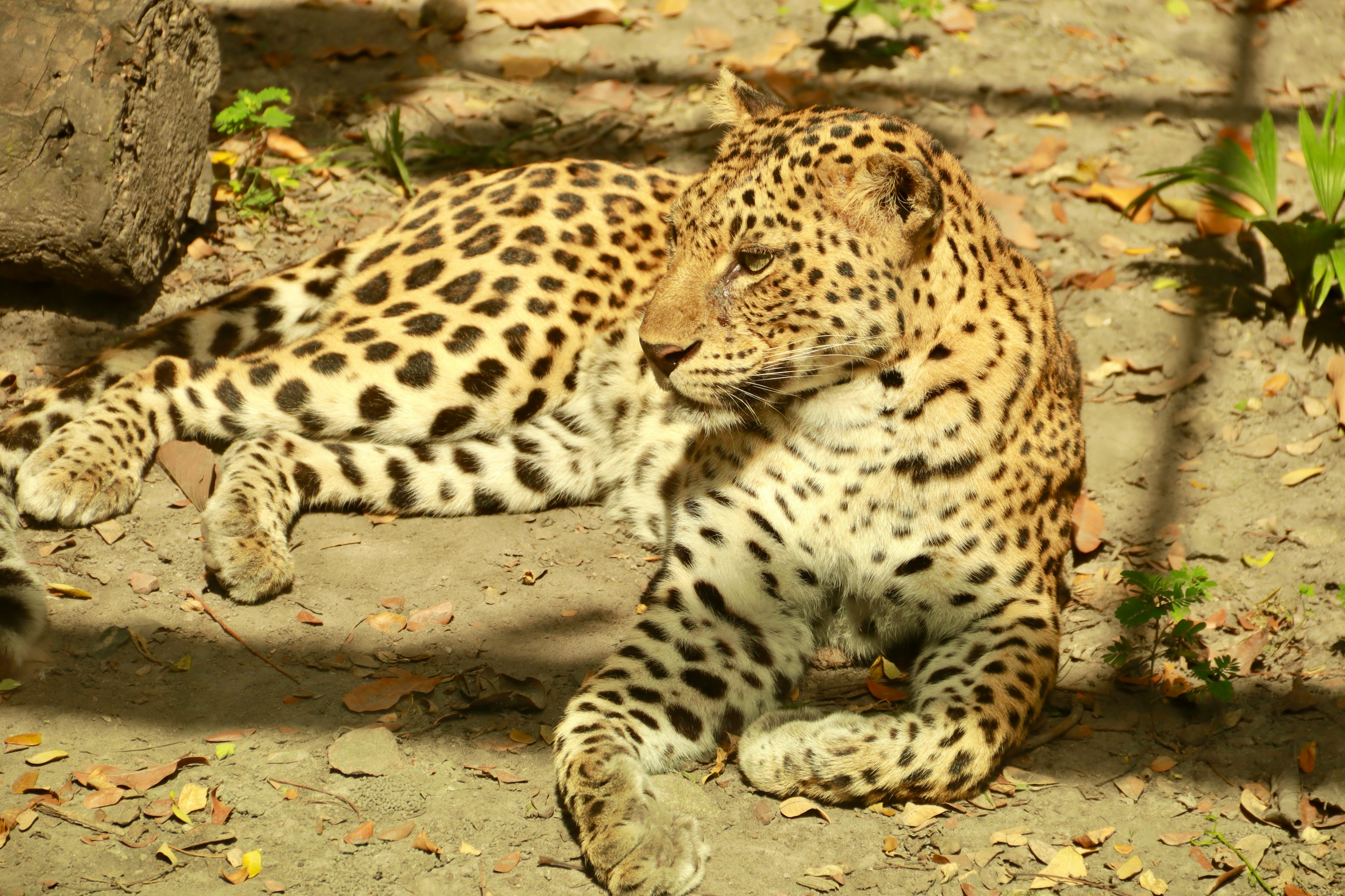 Nature Spots Photos, Download The BEST Free Nature Spots Stock Photos ...