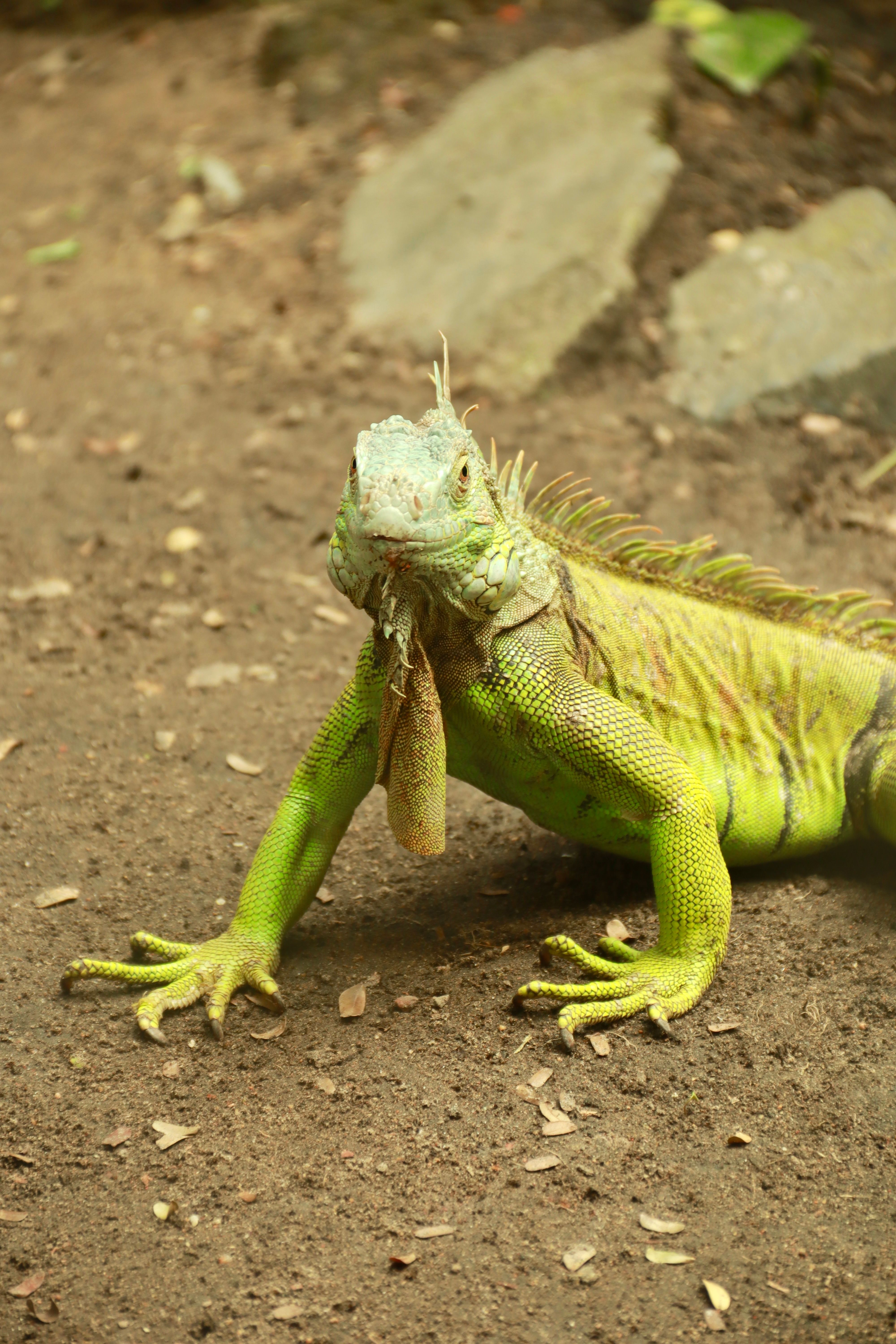Close-Up of Green Iguana in Natural Habitat · Free Stock Photo