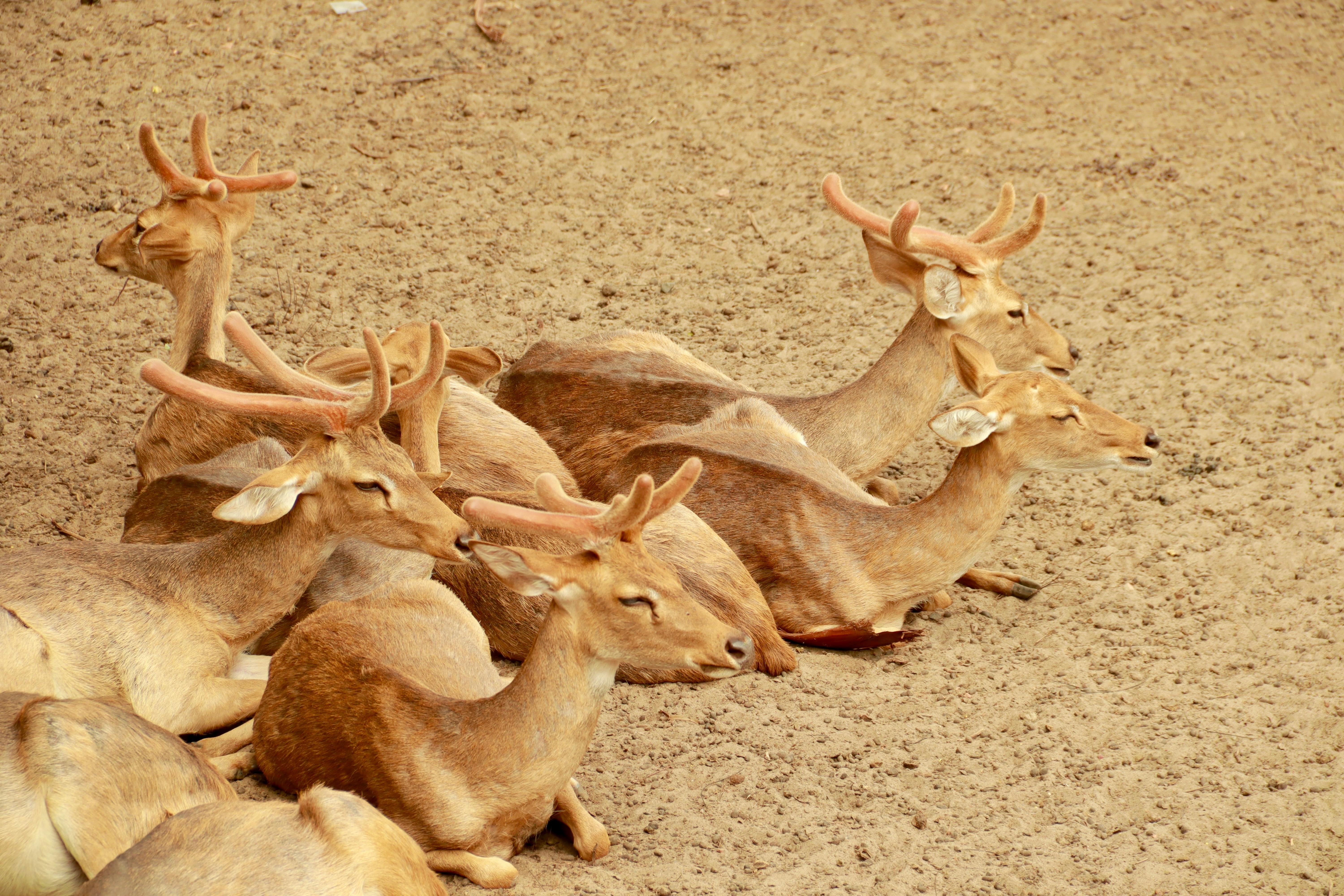 Group of Fallow Deer Resting on Dry Ground · Free Stock Photo