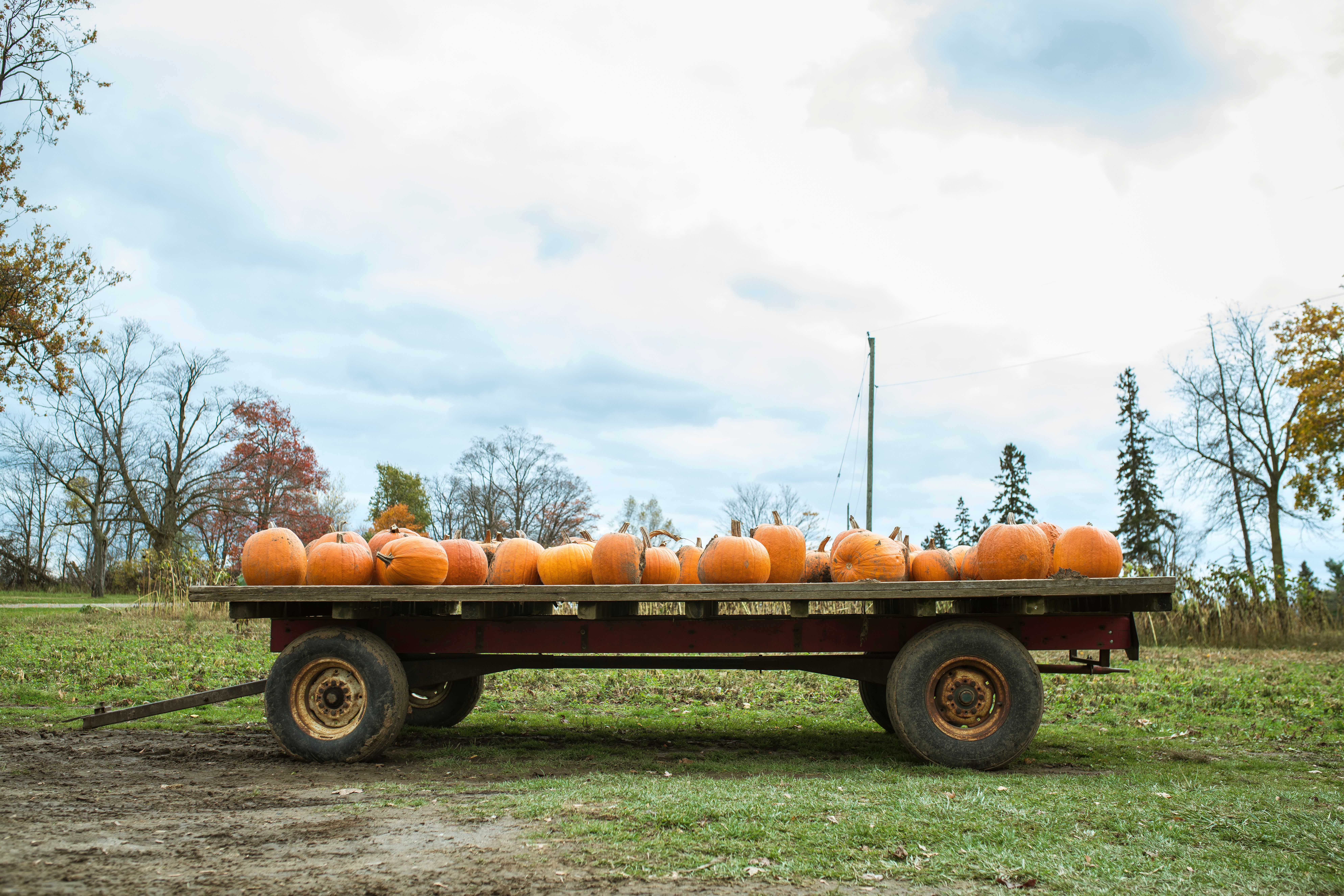 Farm cart loaded with pumpkins in autumn field · Free Stock Photo