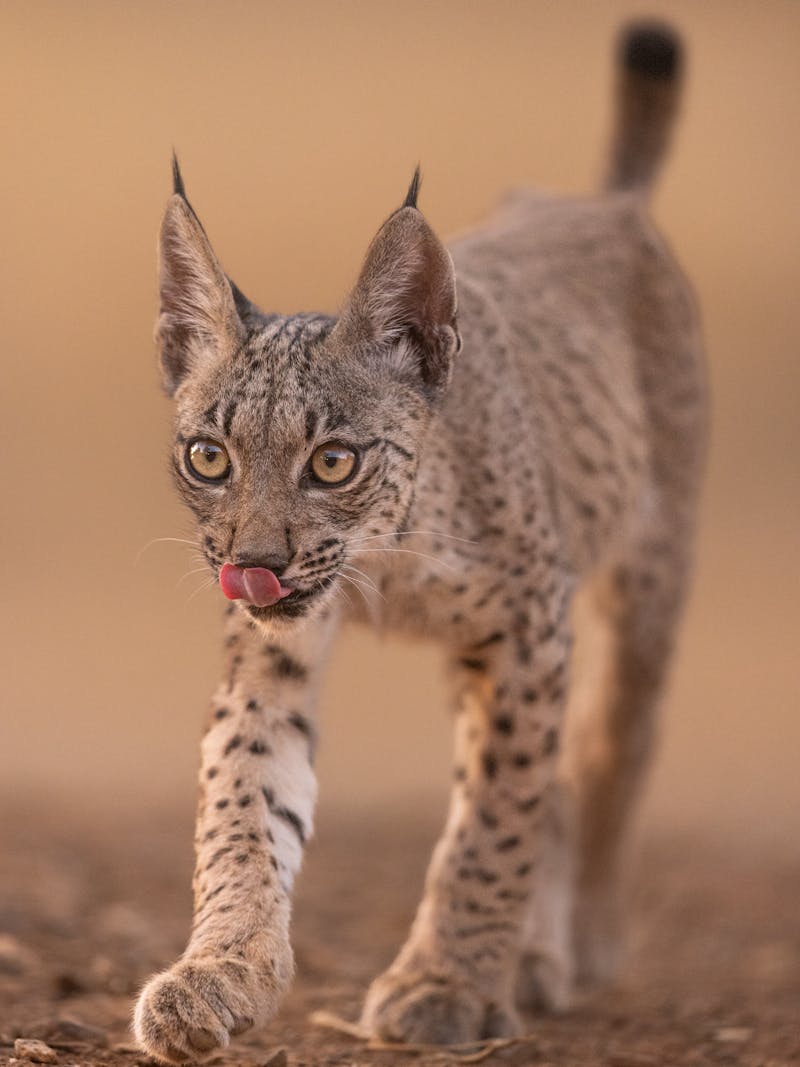 Lynx Photos, Download The BEST Free Lynx Stock Photos & HD Images