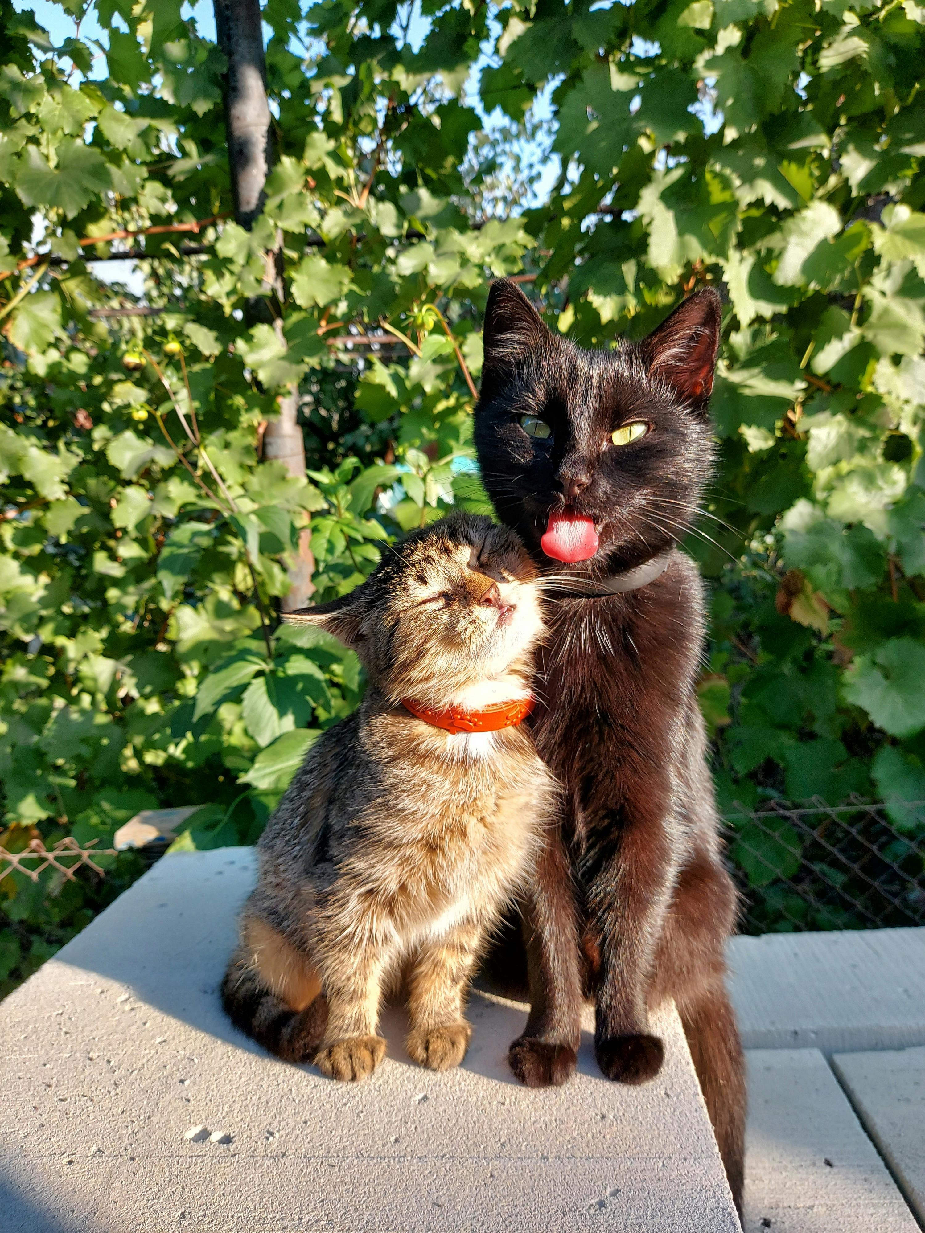 Two Cats Enjoying Sunlight Outdoors · Free Stock Photo
