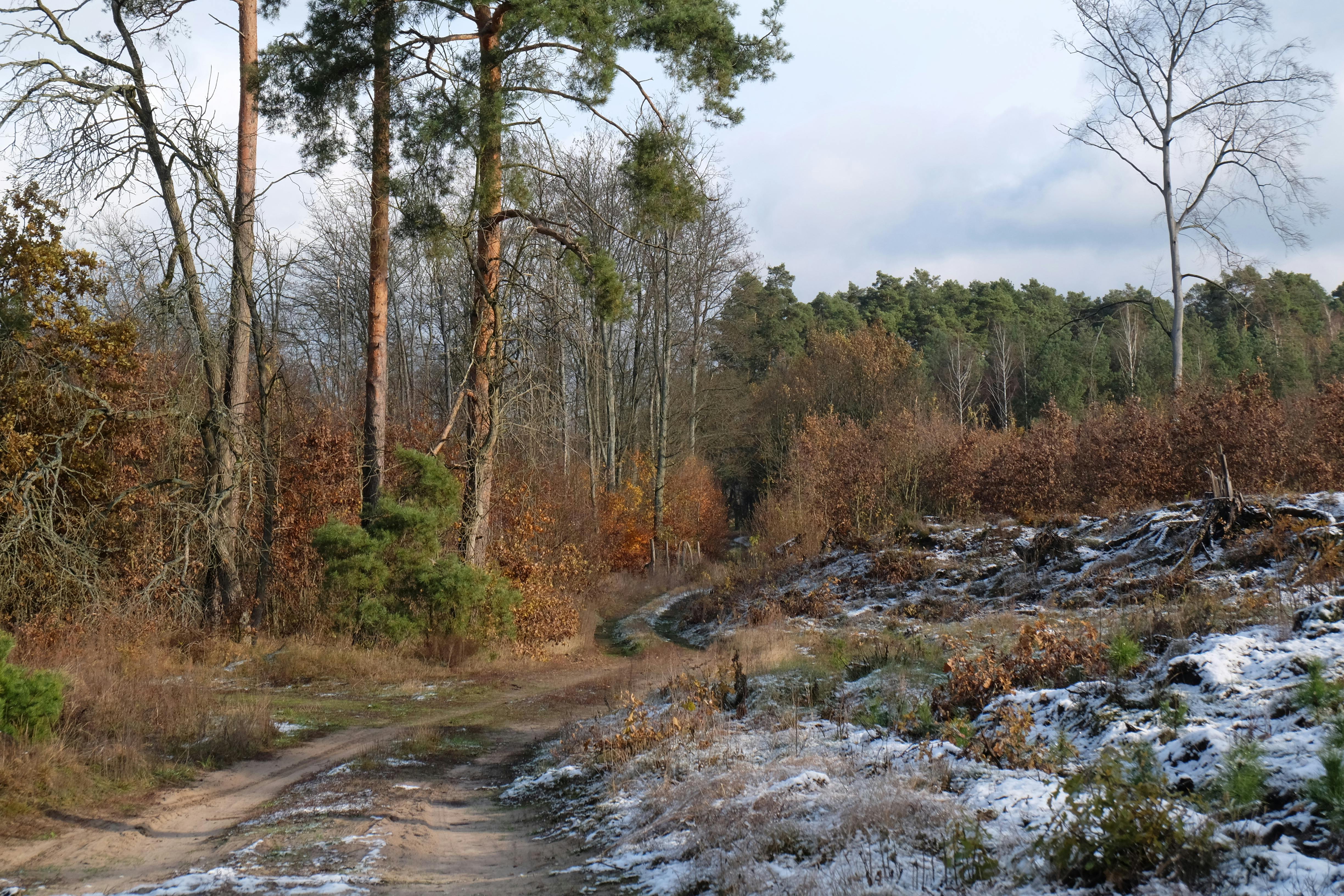 Winter Forest Path with Light Snow · Free Stock Photo