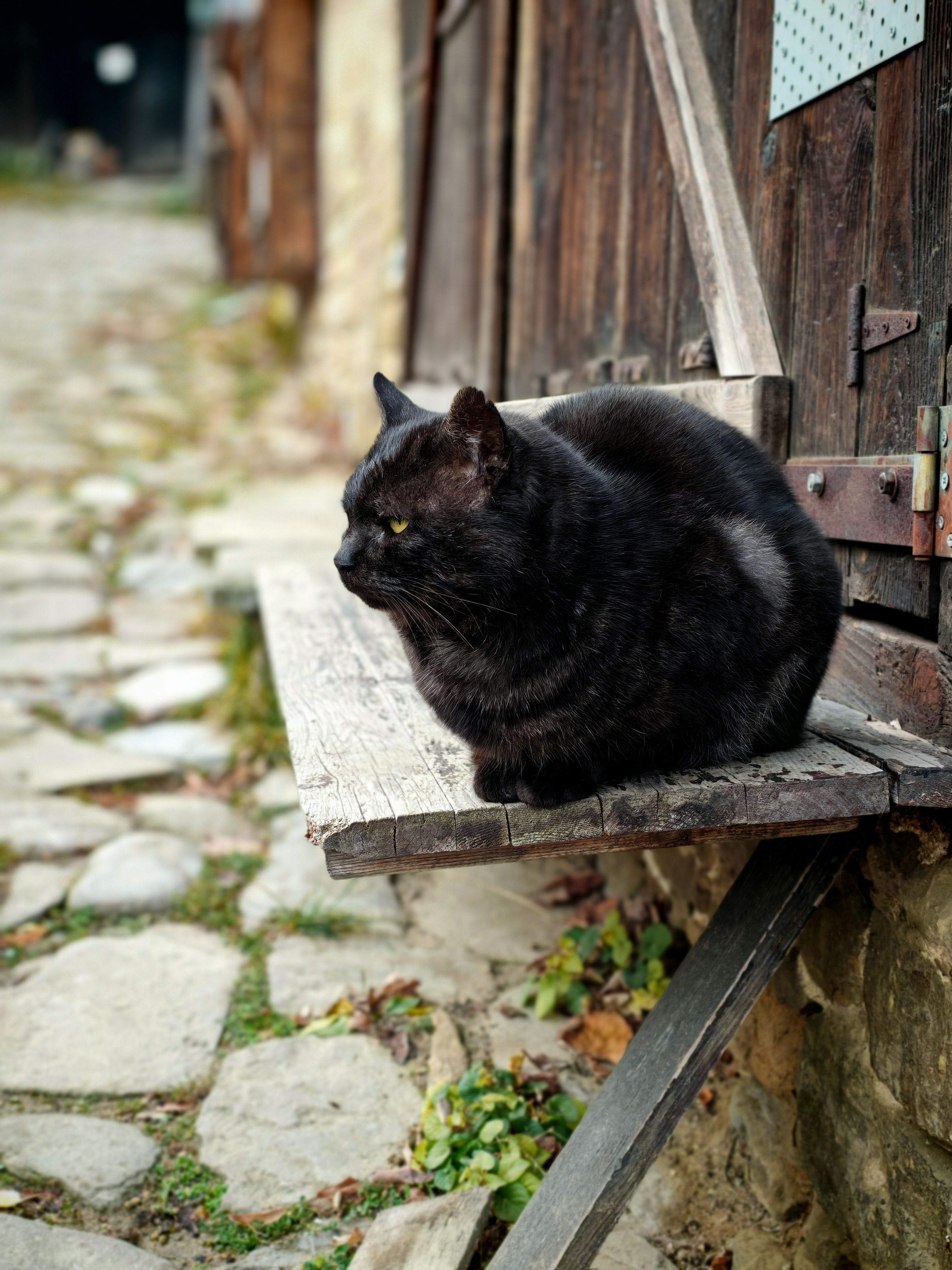 Cozy Black Cat Sitting on a Rustic Wooden Ledge · Free Stock Photo