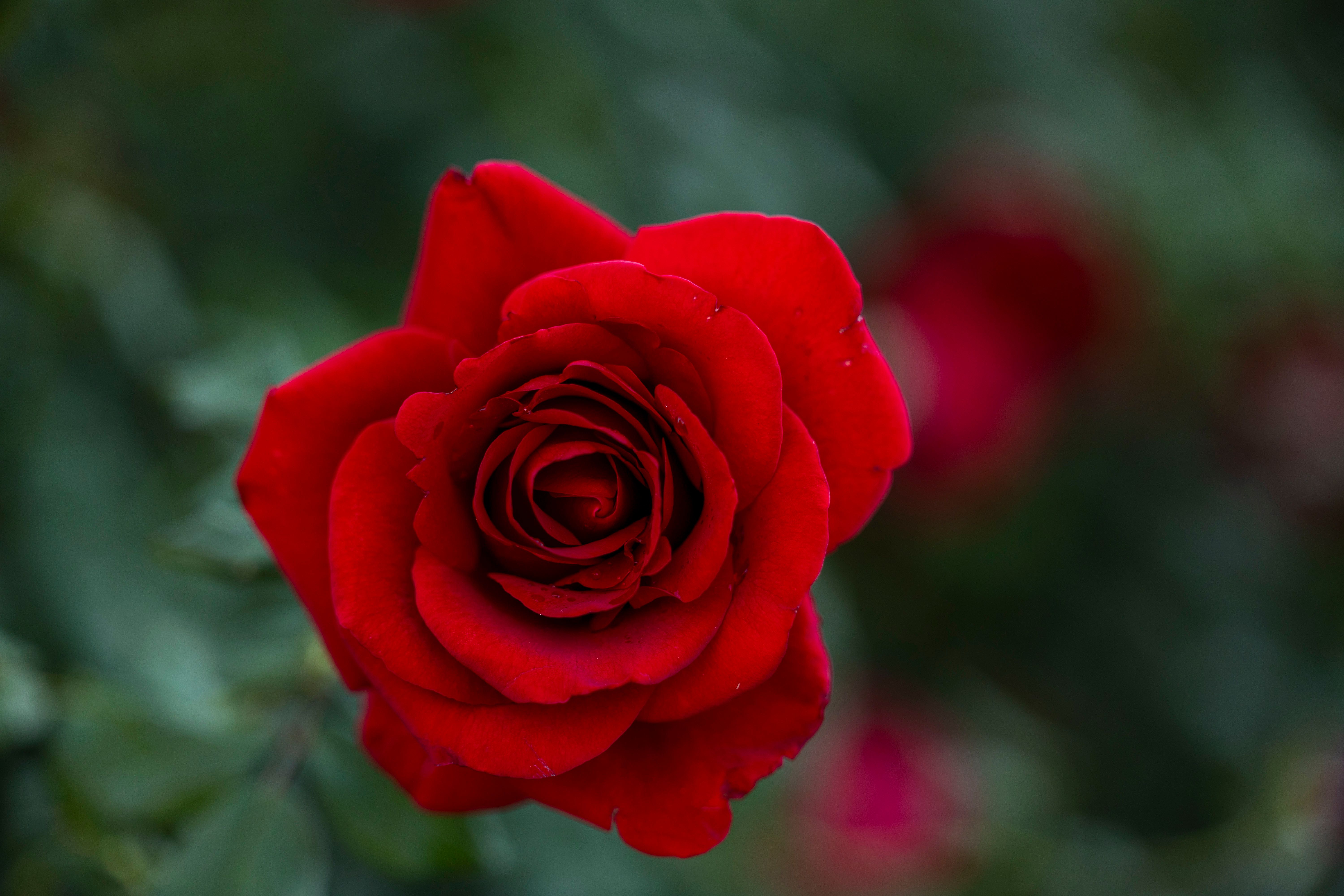Vibrant Red Rose in Natural Garden Setting · Free Stock Photo
