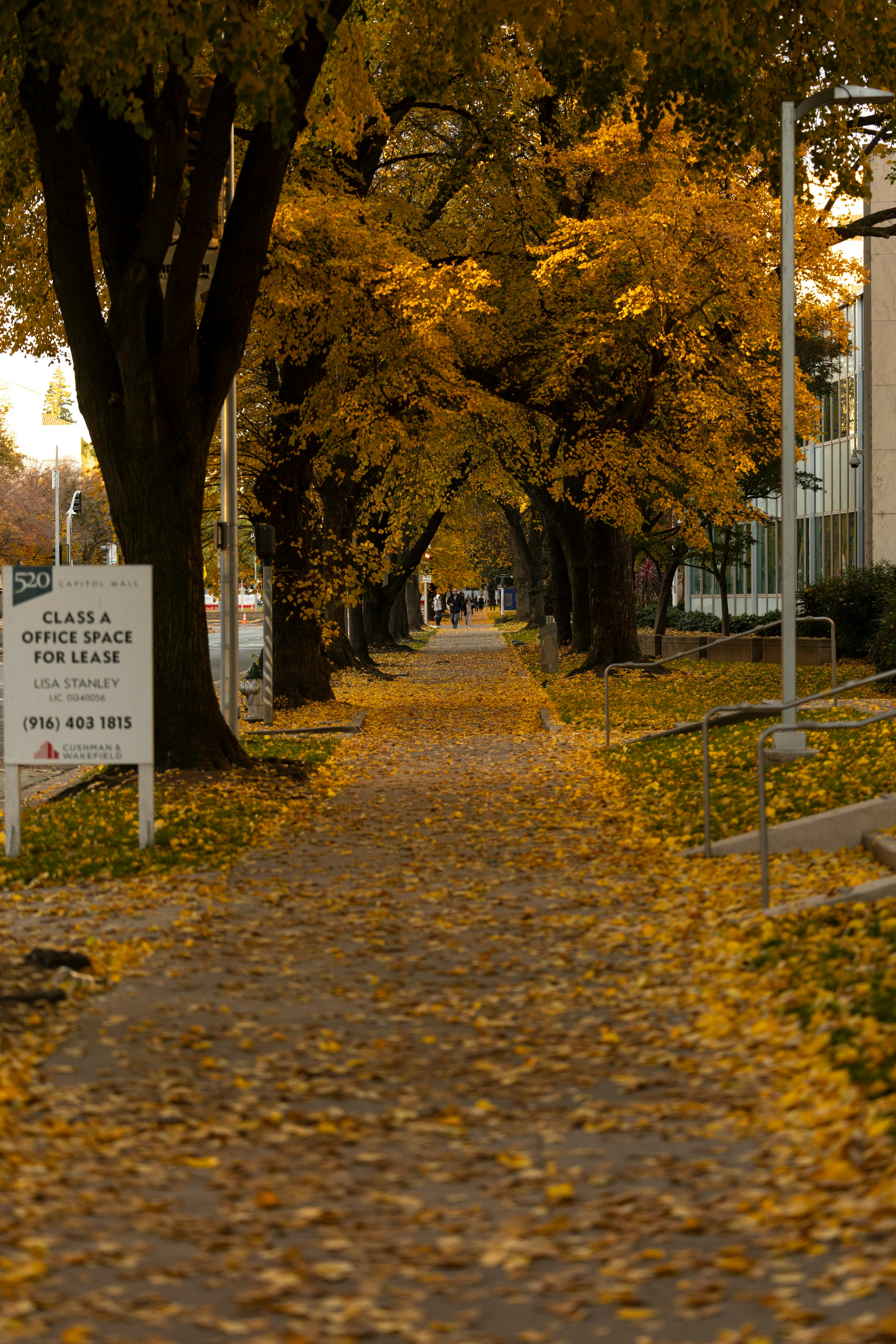 Scenic Autumn Pathway Lined with Golden Trees · Free Stock Photo