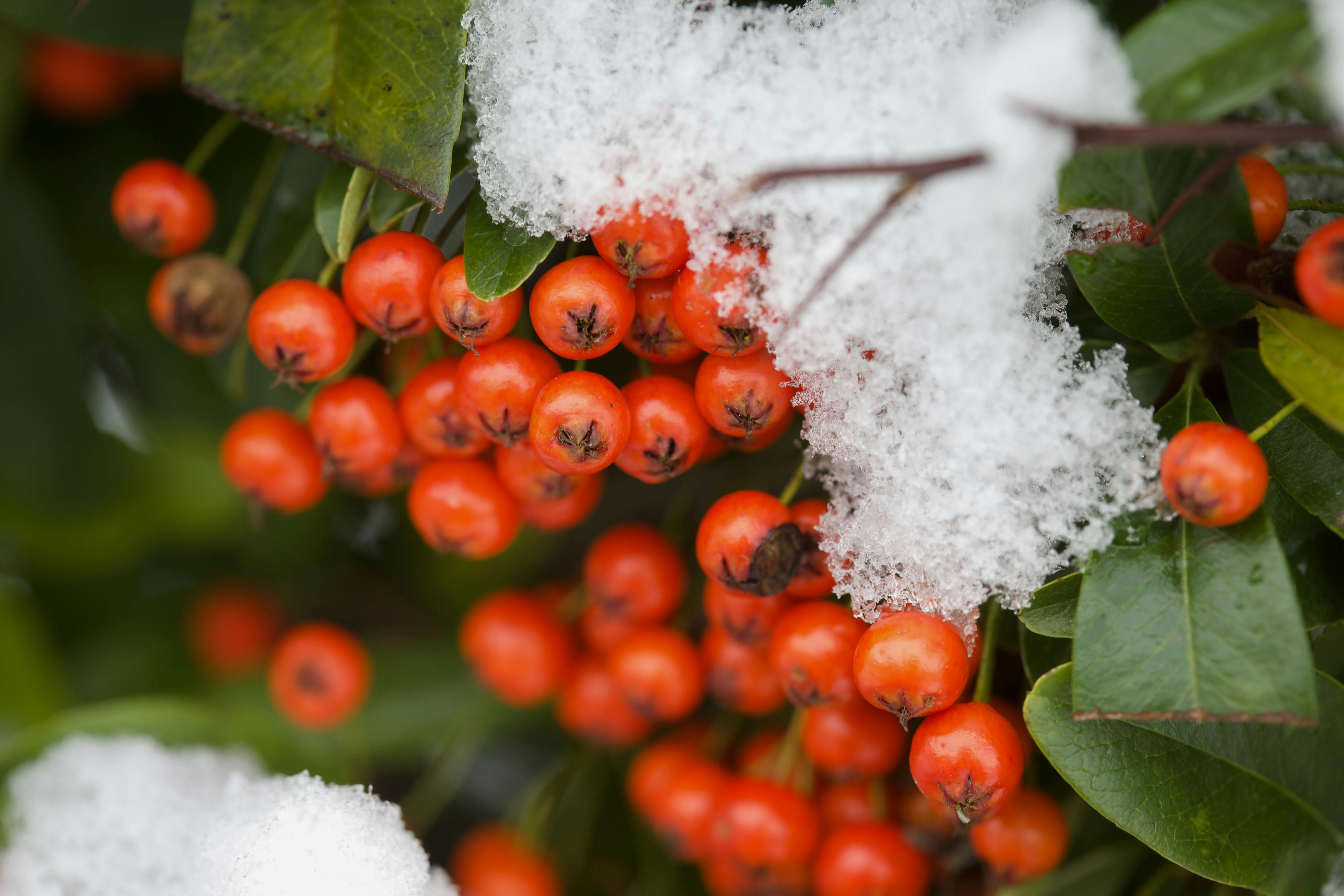 Vibrant Red Berries with Snow in Winter · Free Stock Photo