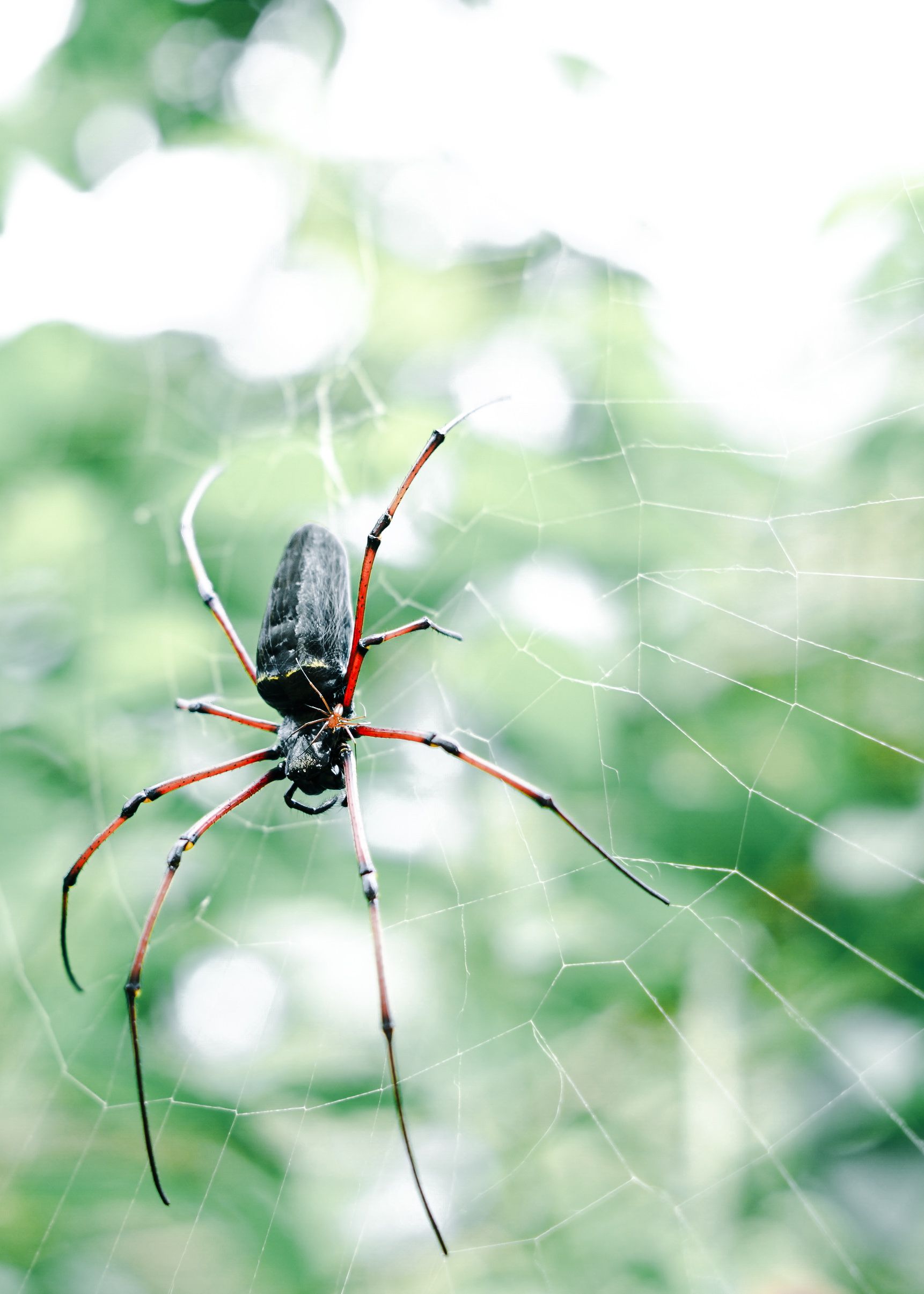 Spider Man Photos, Download The BEST Free Spider Man Stock Photos & HD ...