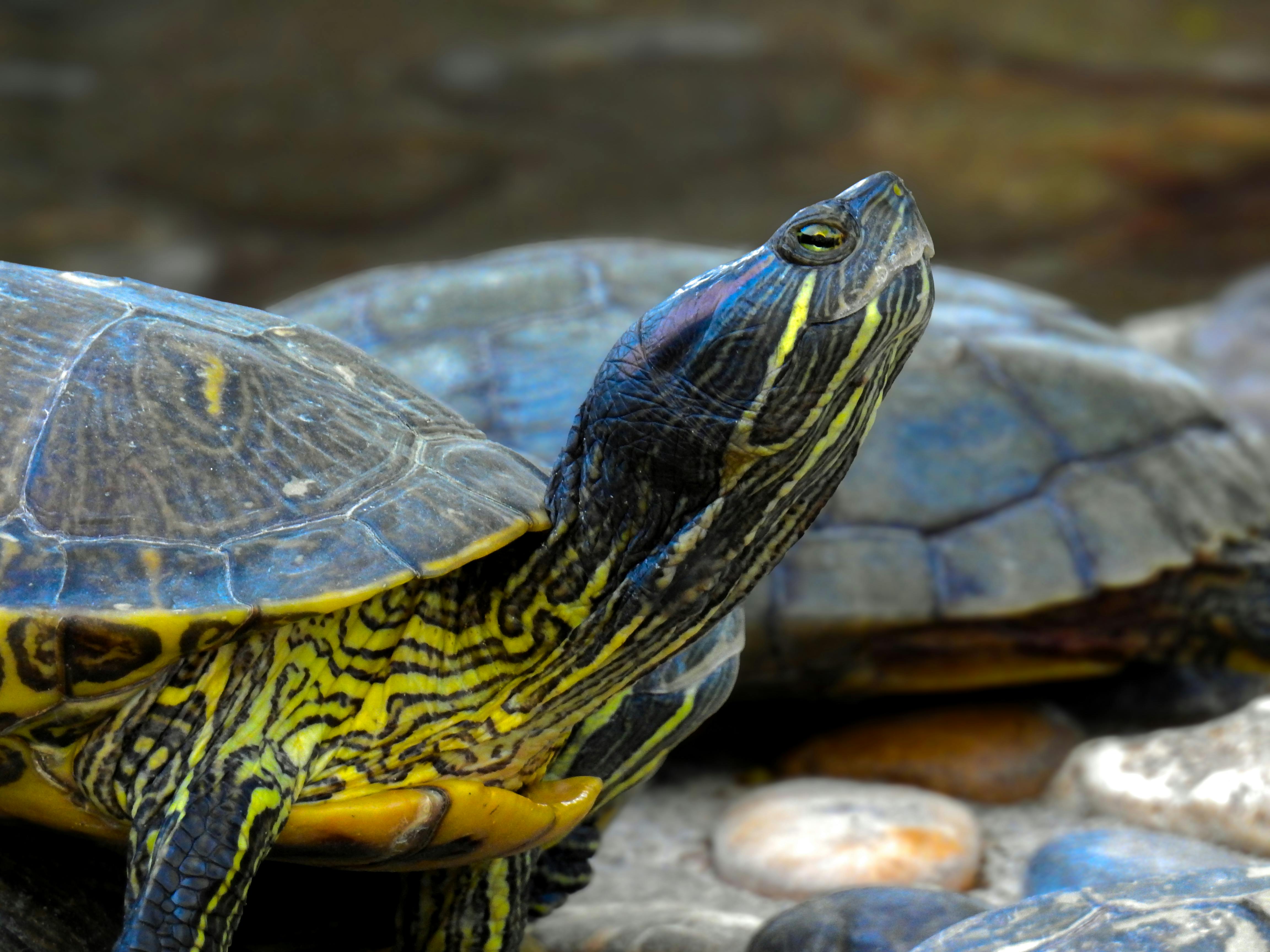 Close-up of Freshwater Turtle with Vibrant Patterned Shell · Free Stock ...