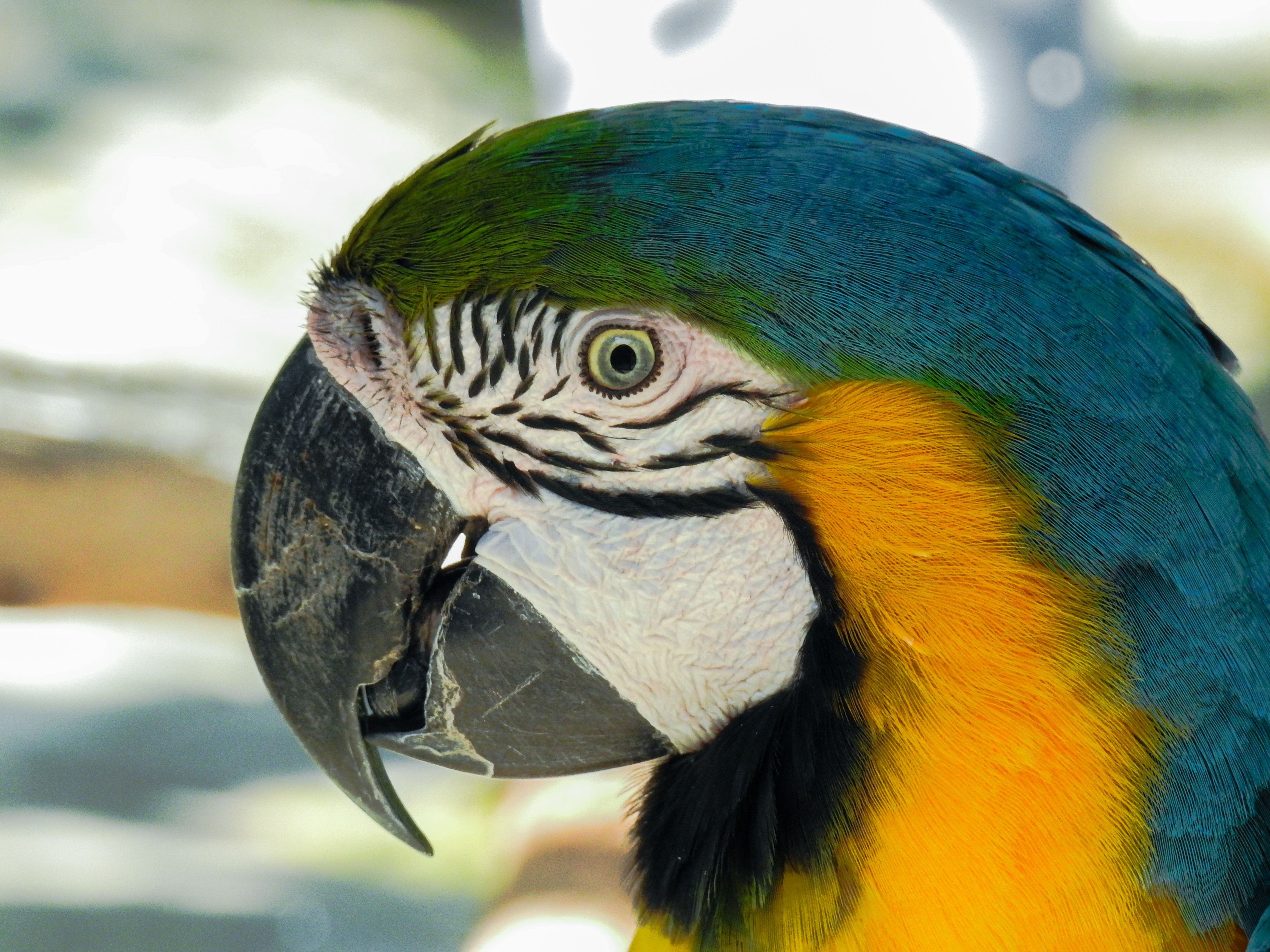 Vibrant Macaw Parrot Close-Up Portrait · Free Stock Photo