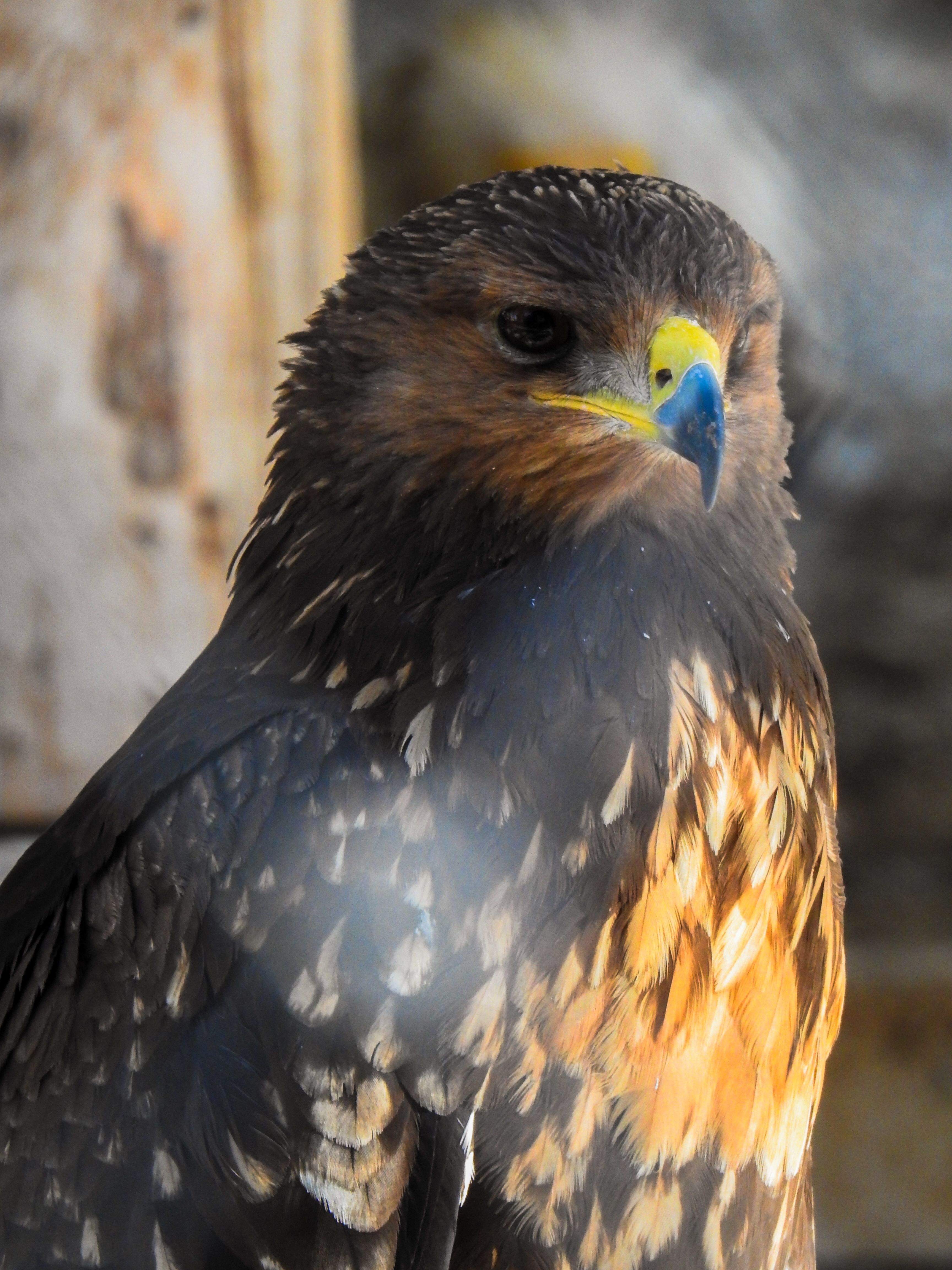 Golden Hawk Photos, Download The BEST Free Golden Hawk Stock Photos ...