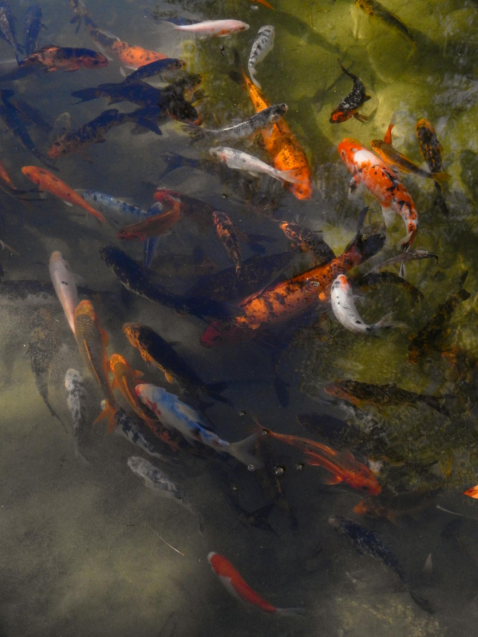 Koi Fish Photos, Download The BEST Free Koi Fish Stock Photos & HD Images