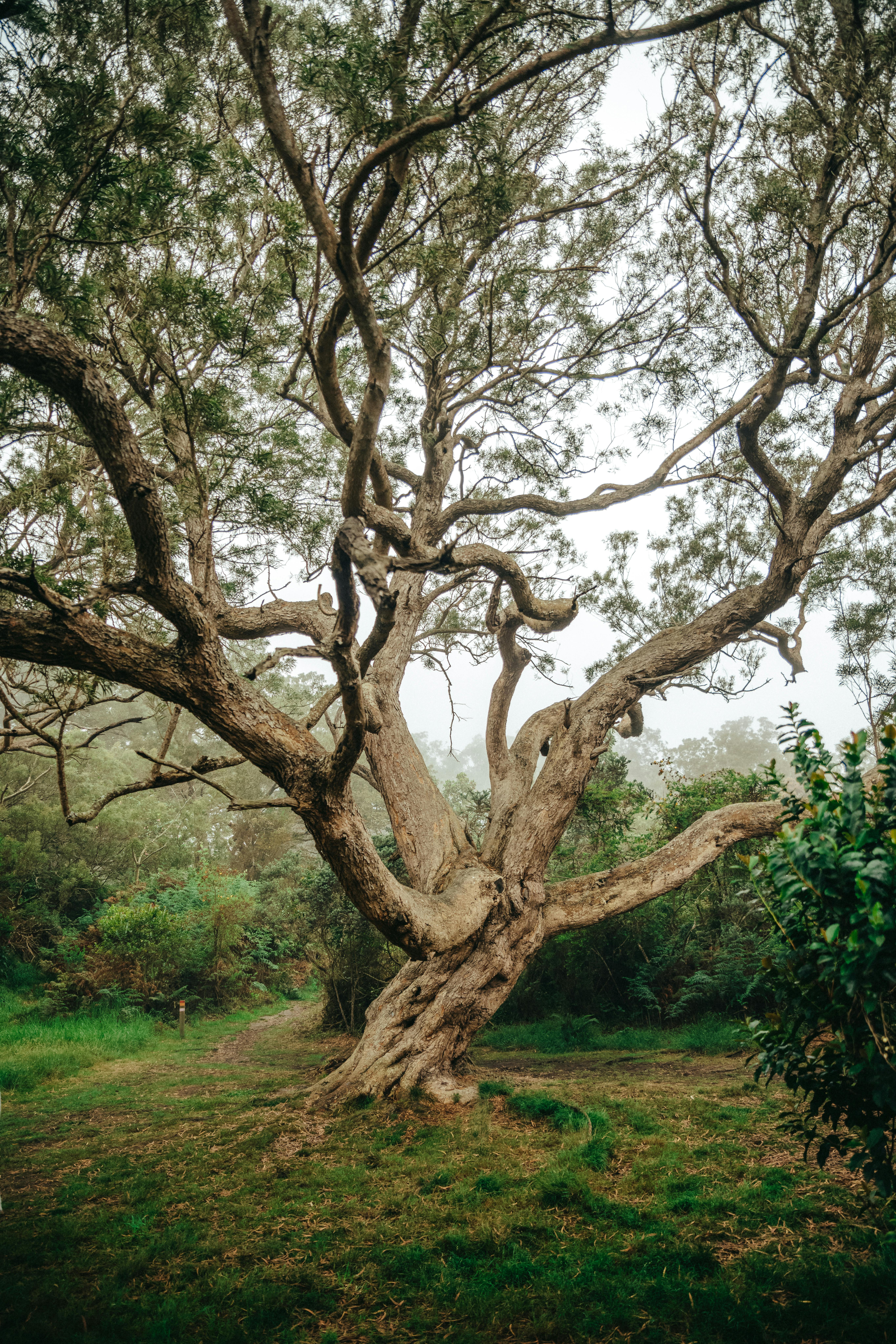 Majestic Old Tree in Serene Forest Setting · Free Stock Photo