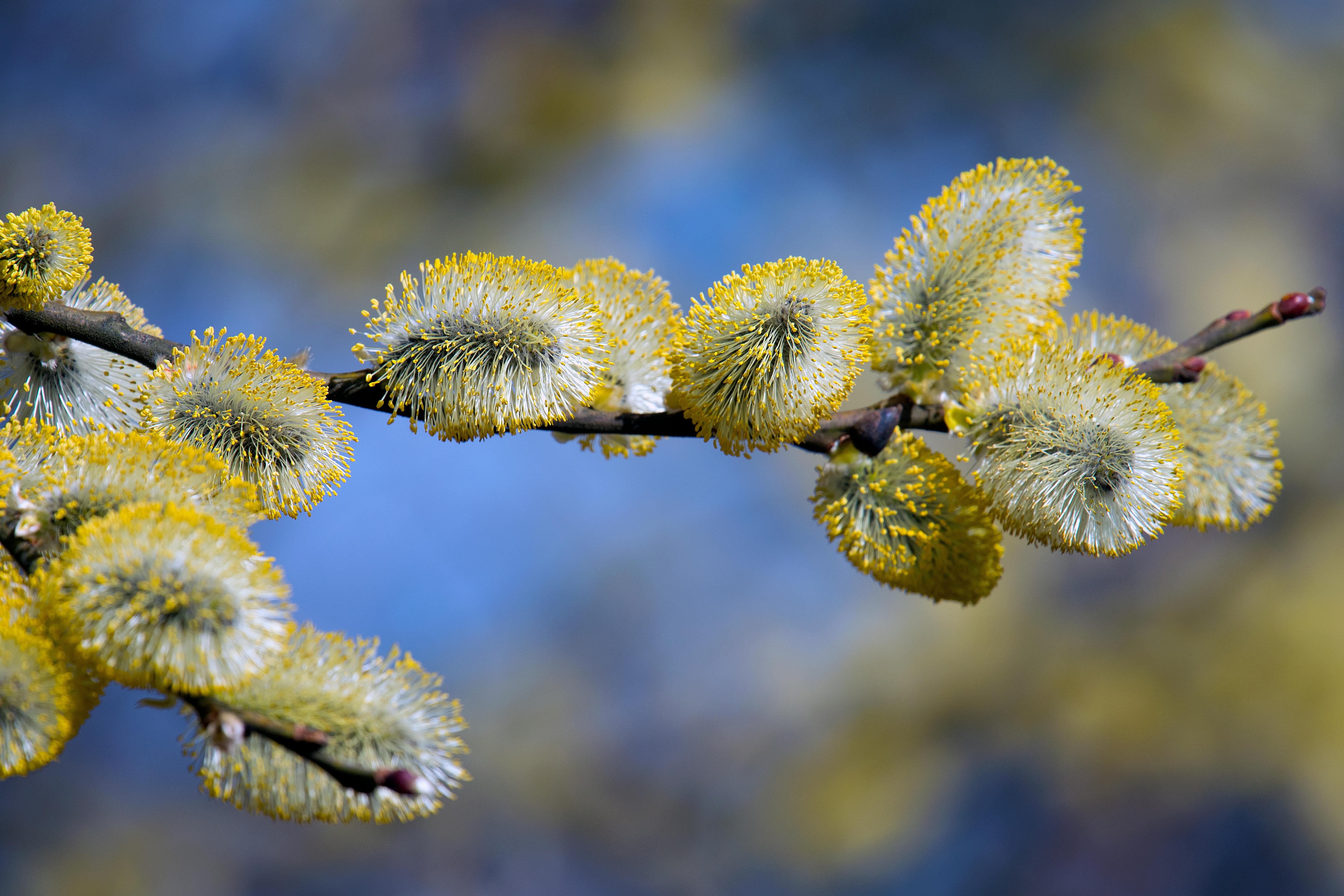 Texture Background Floral Photos, Download The BEST Free Texture ...